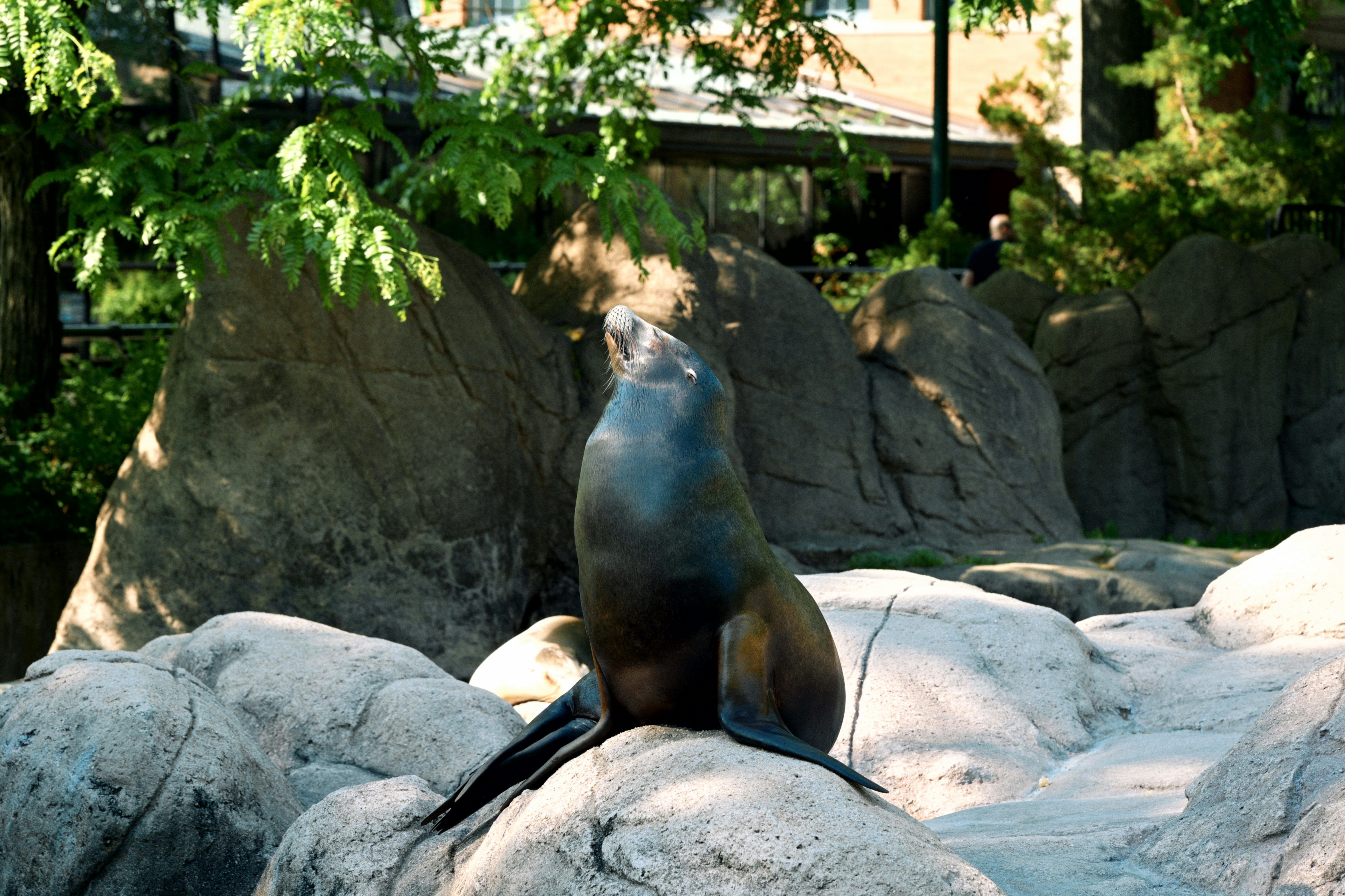 A Lone Sea Lion Commands the Rocky Stage