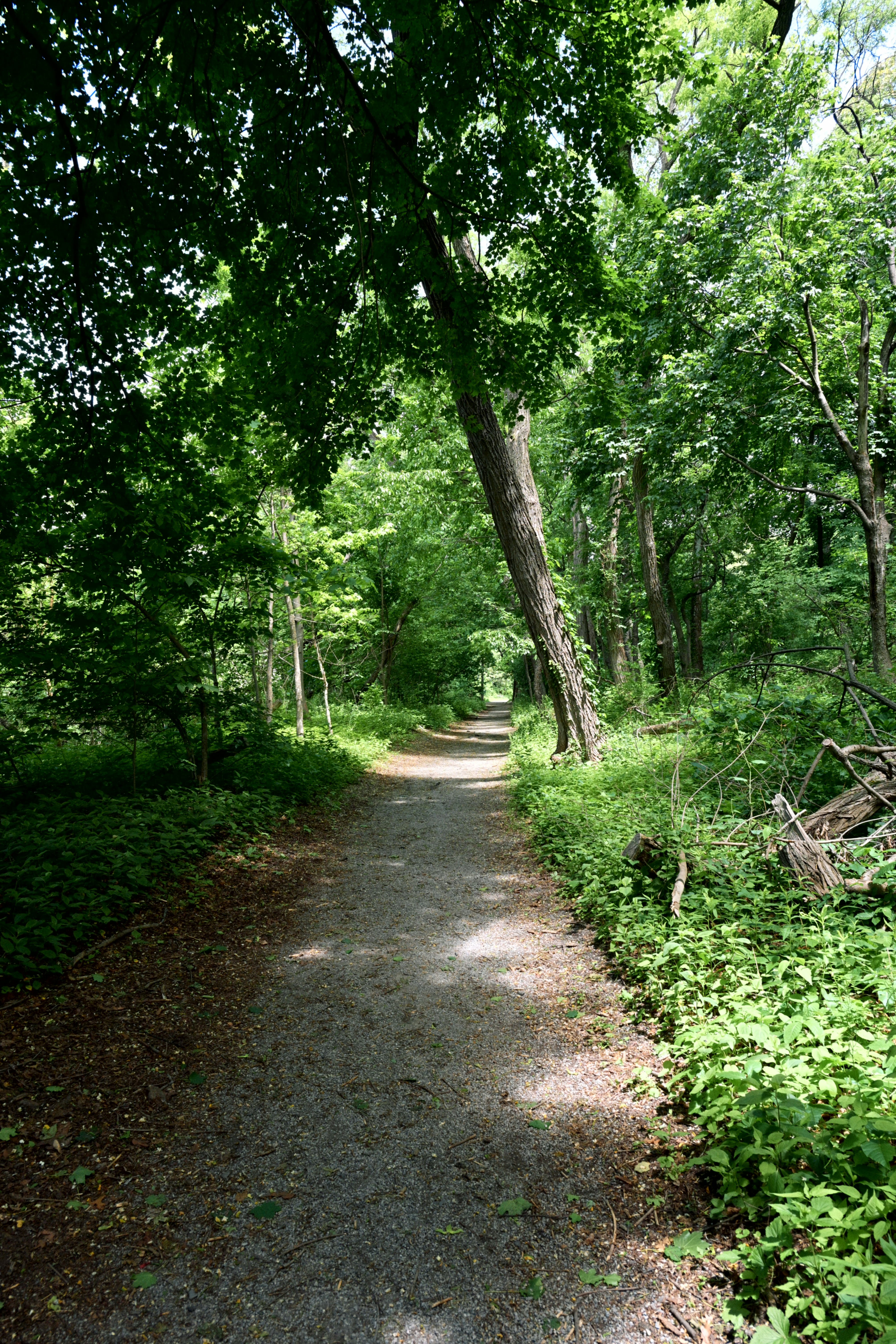 Sunlit Forest Trail Framing a Quiet Locus