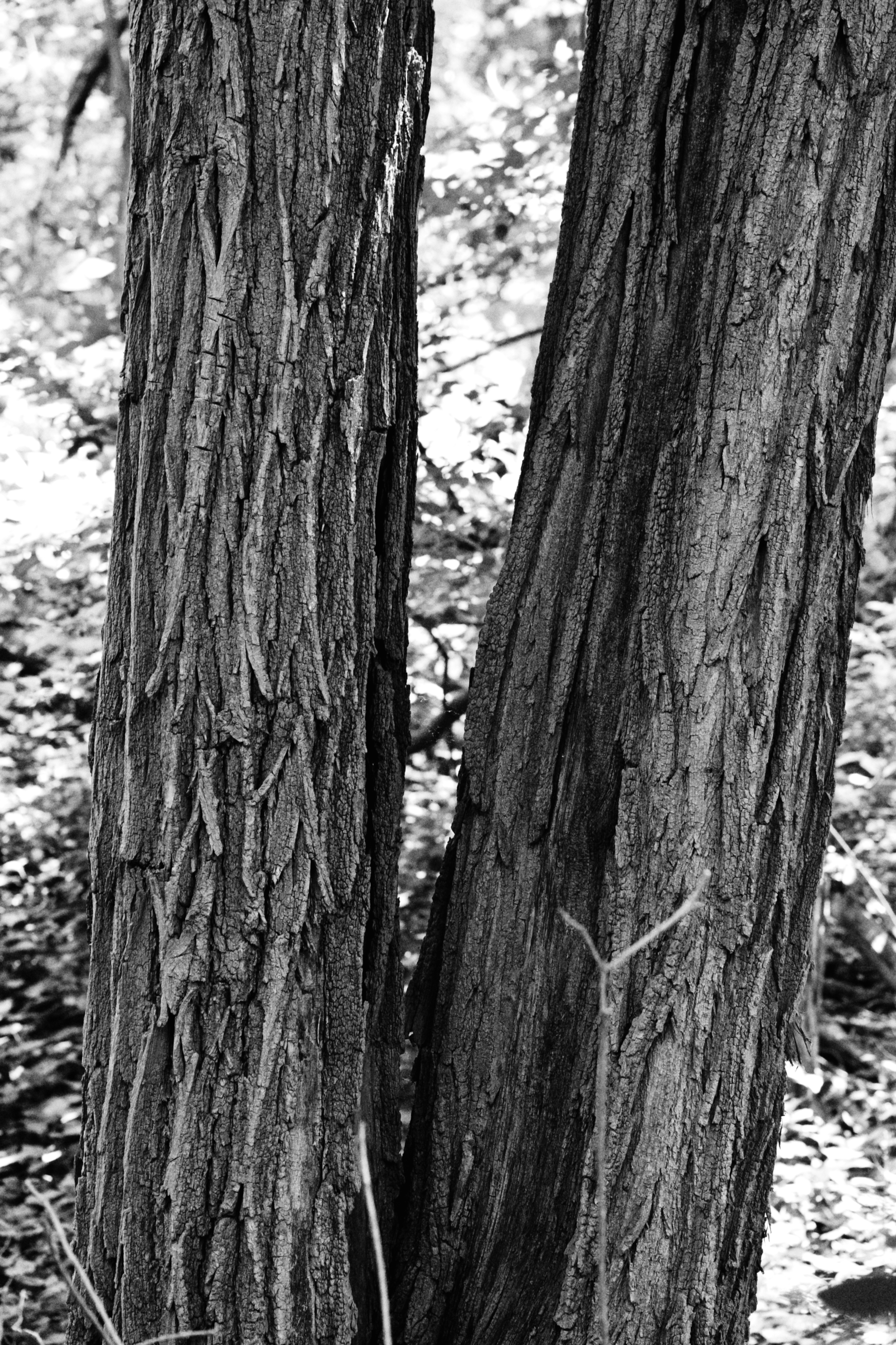 Twin Pines in a Silent Forest: Bark Textures and Quiet Light
