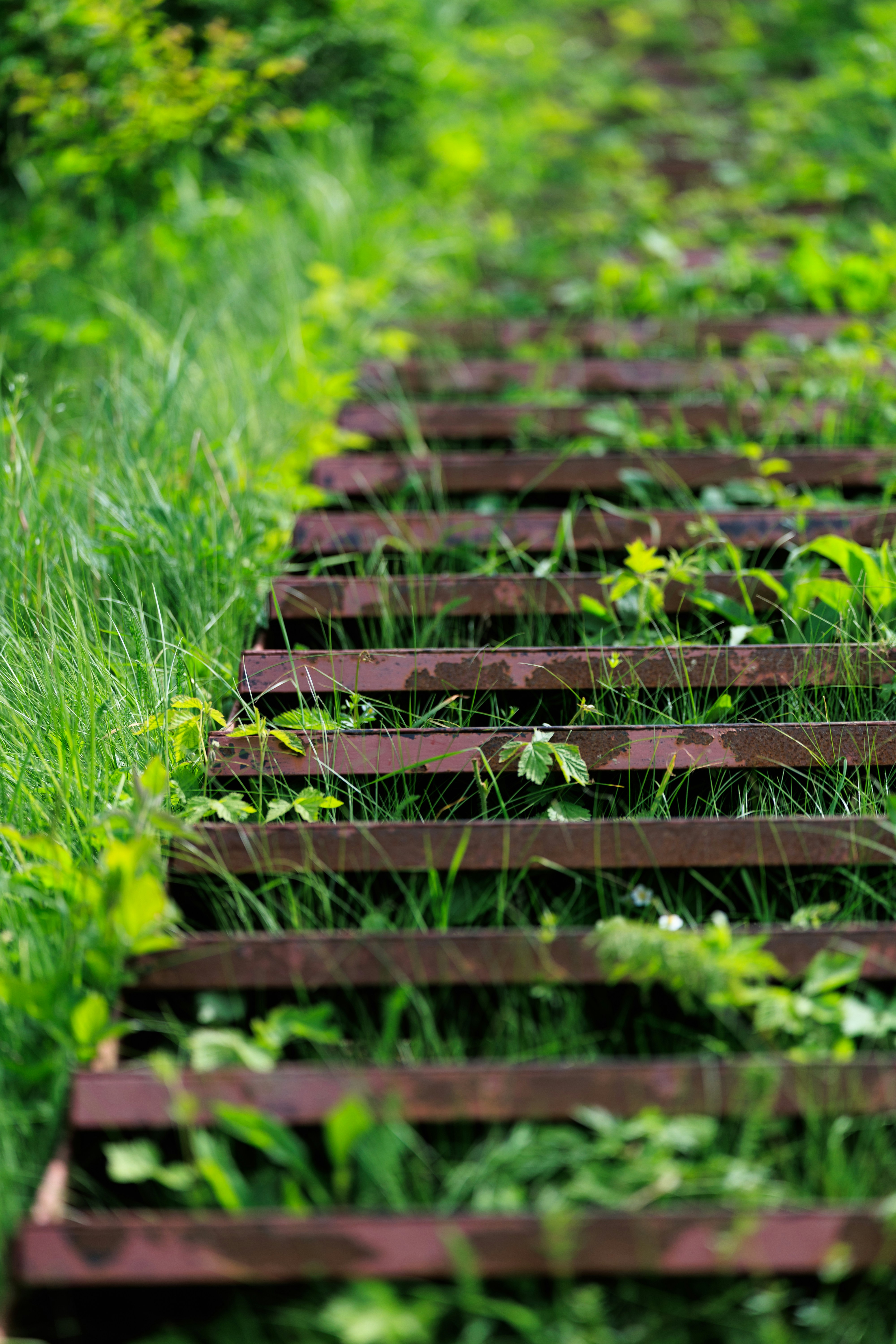 Overgrown Rails: Nature Reclaims a Quiet Path