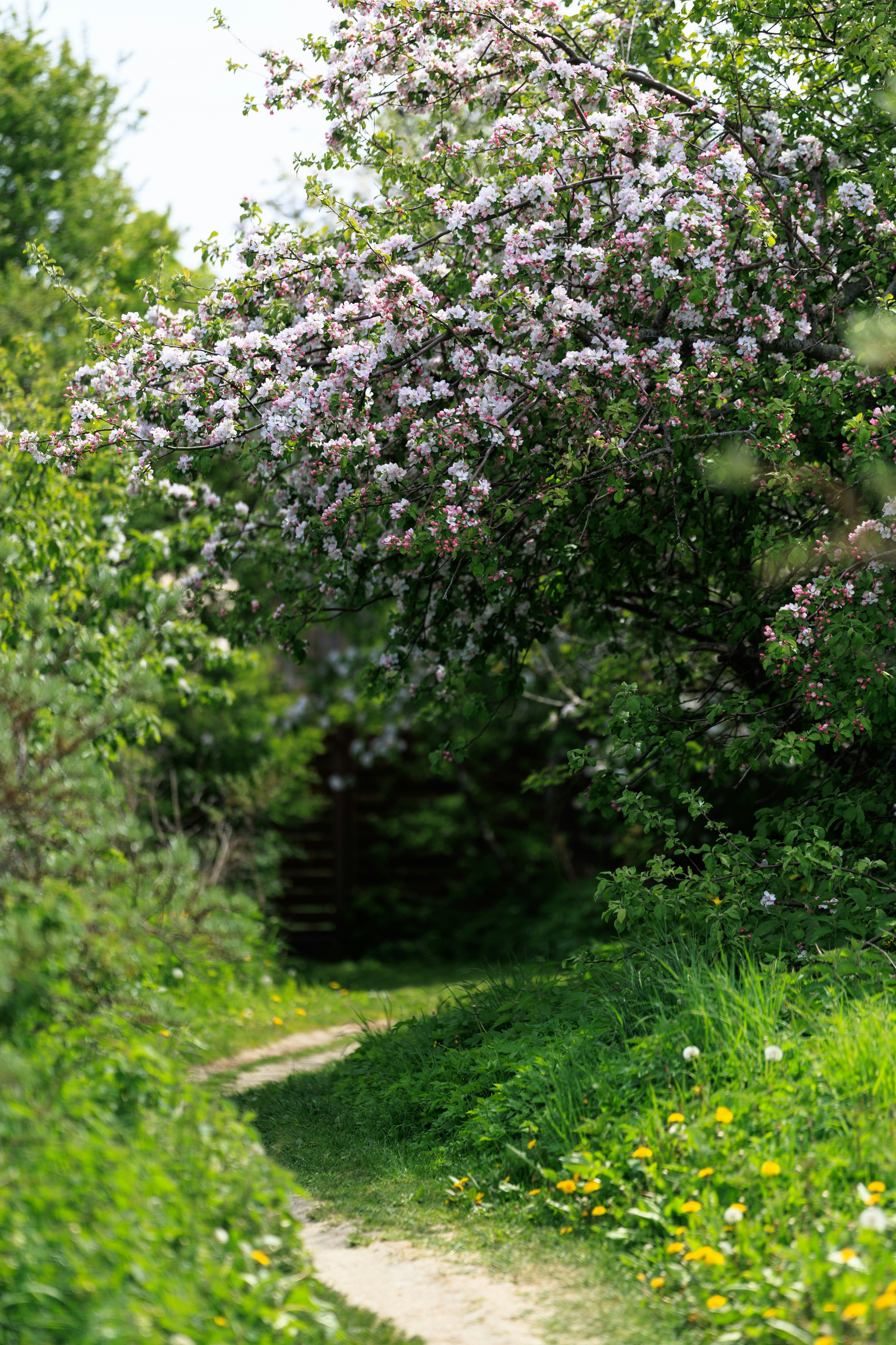Blossoming Archway Over a Sunlit Path