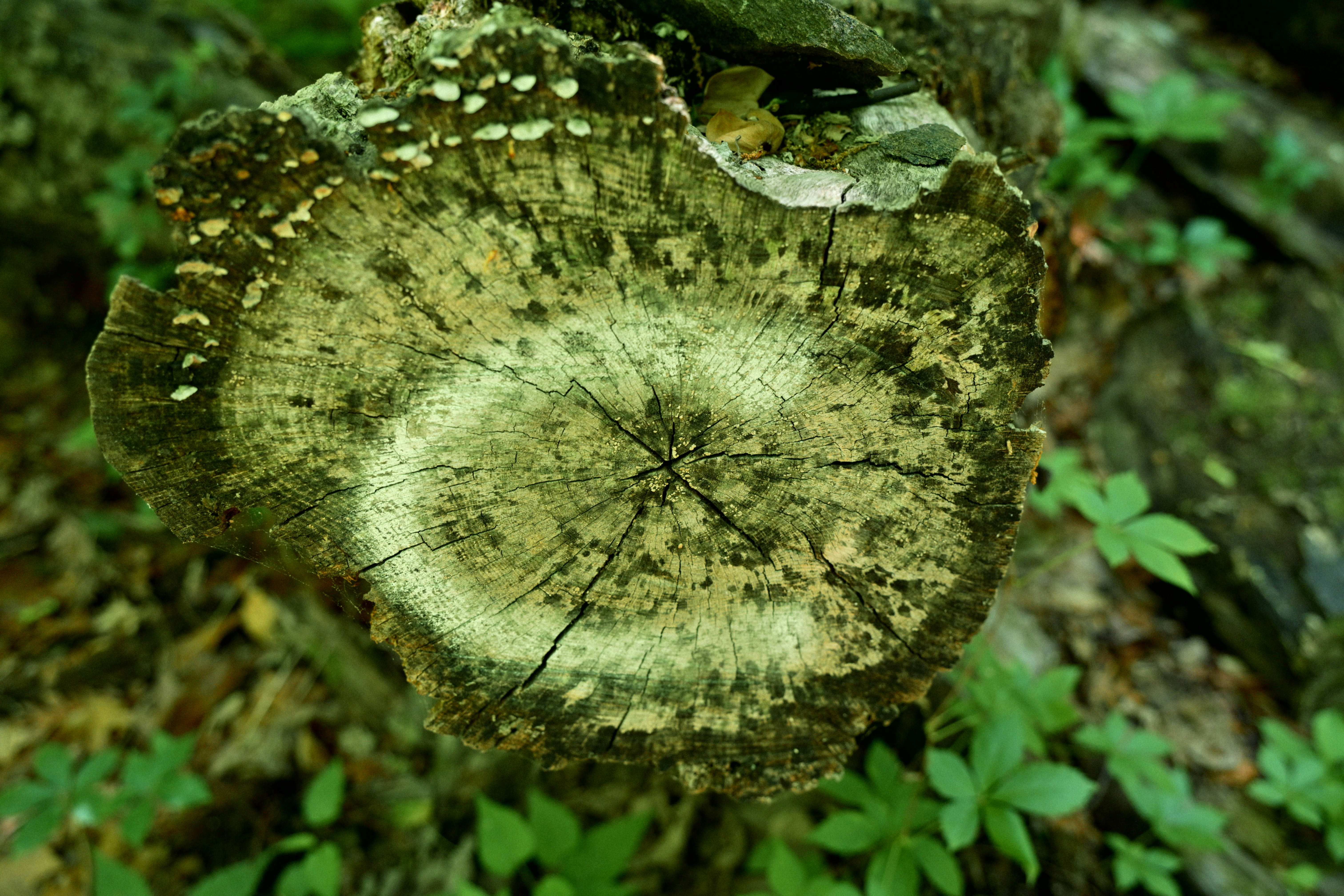 Cross-Sectioned Time: A Stump’s Weathered Ring in Green Understory
