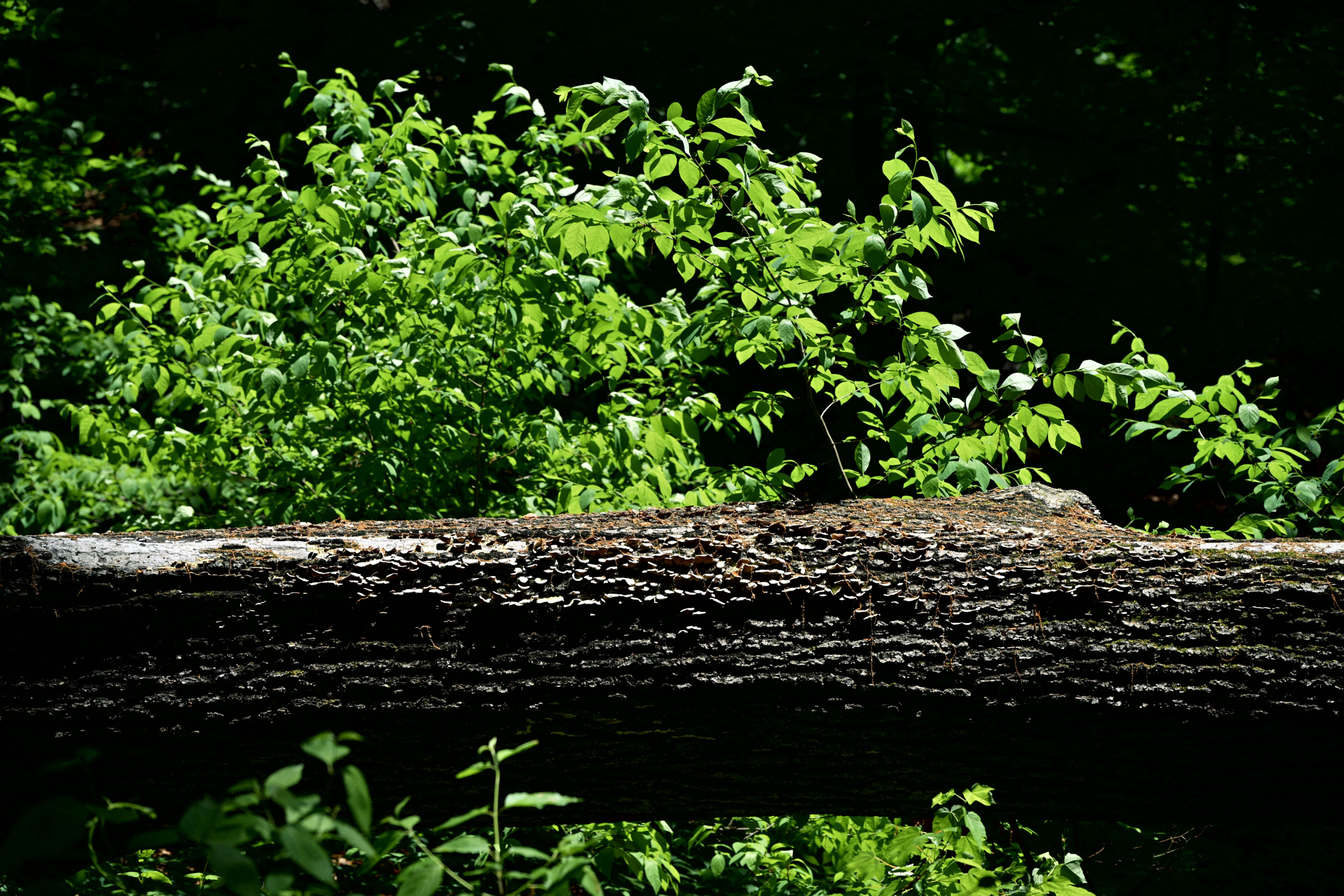 Log桥 Between Greenery: Sunlit Bark Across a Quiet Stream