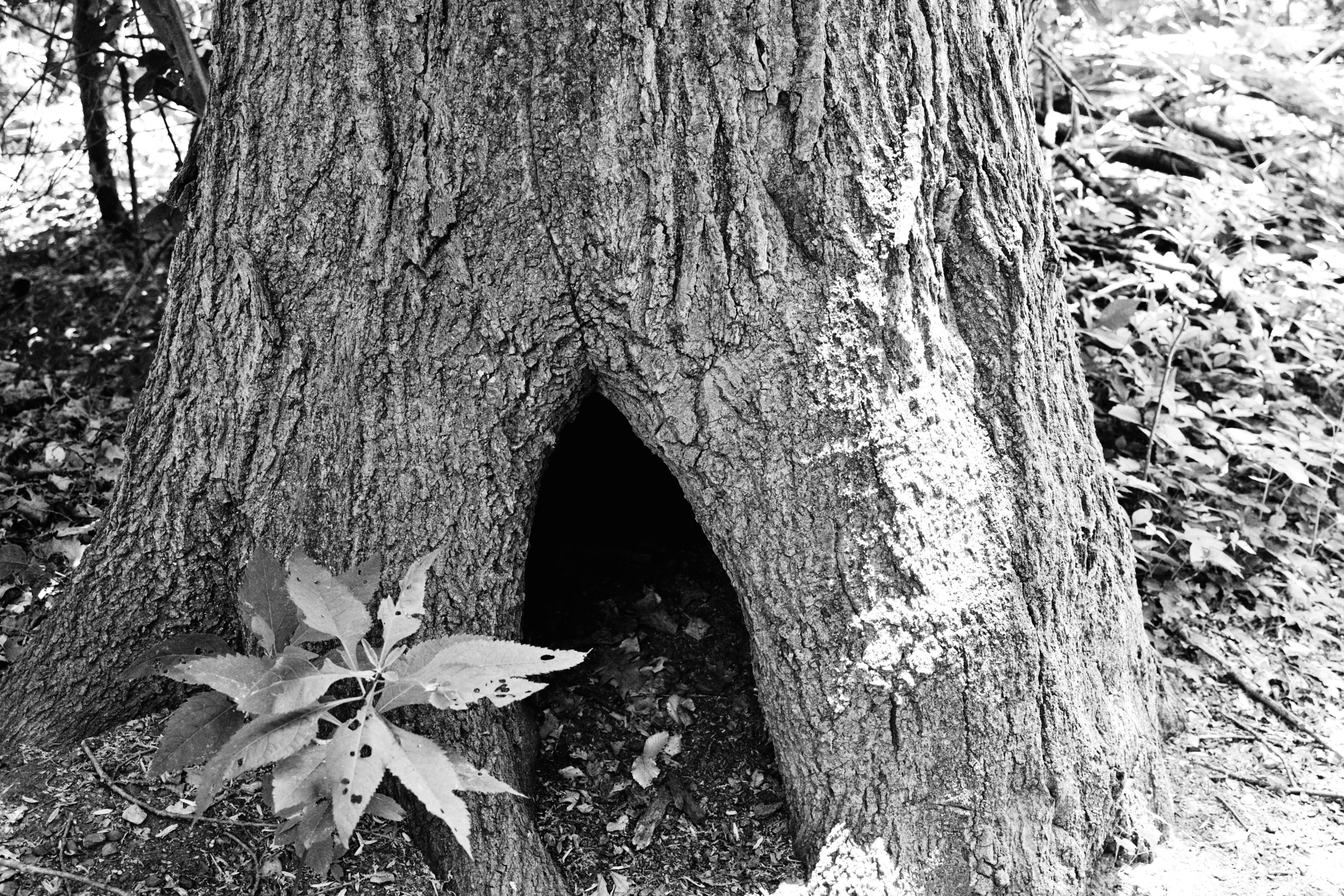 Hollow Nexus: A Gnarled Tree Trunk Framing the Forest Edge