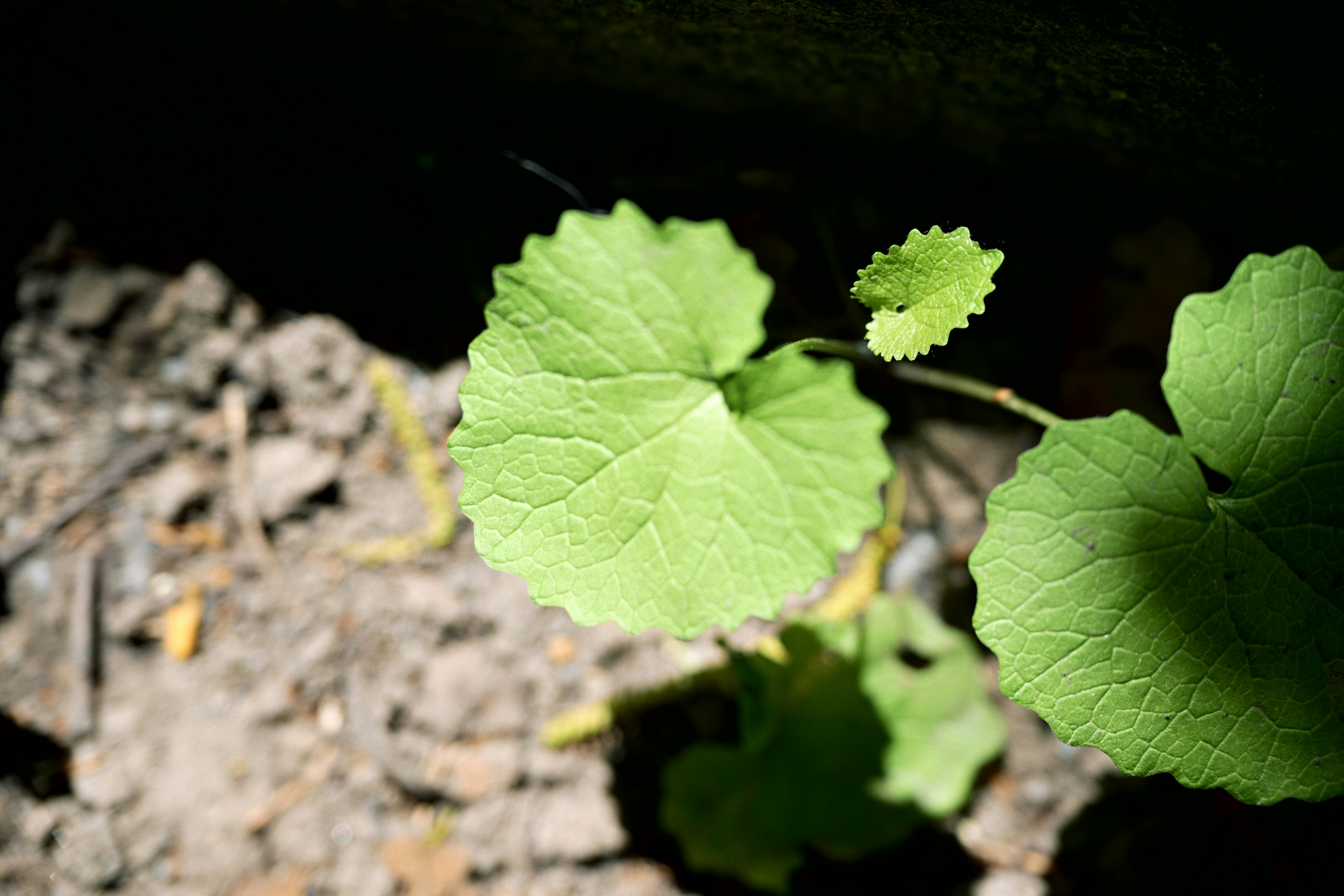 Bright-green leaf unfurls toward sunlit soil