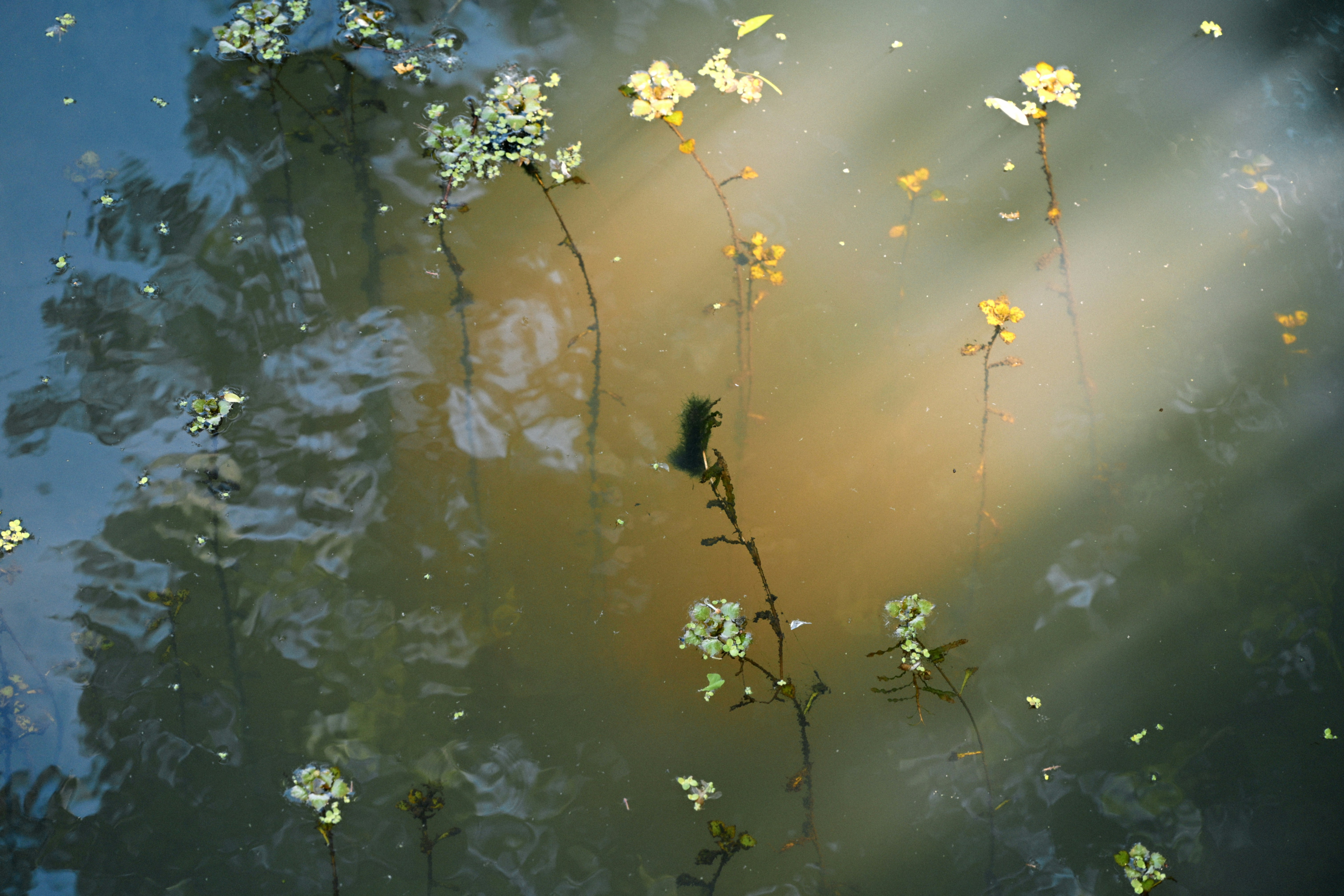 Sunlit Ripples and Gentle Ferns: Quiet Depths of a Water Garden