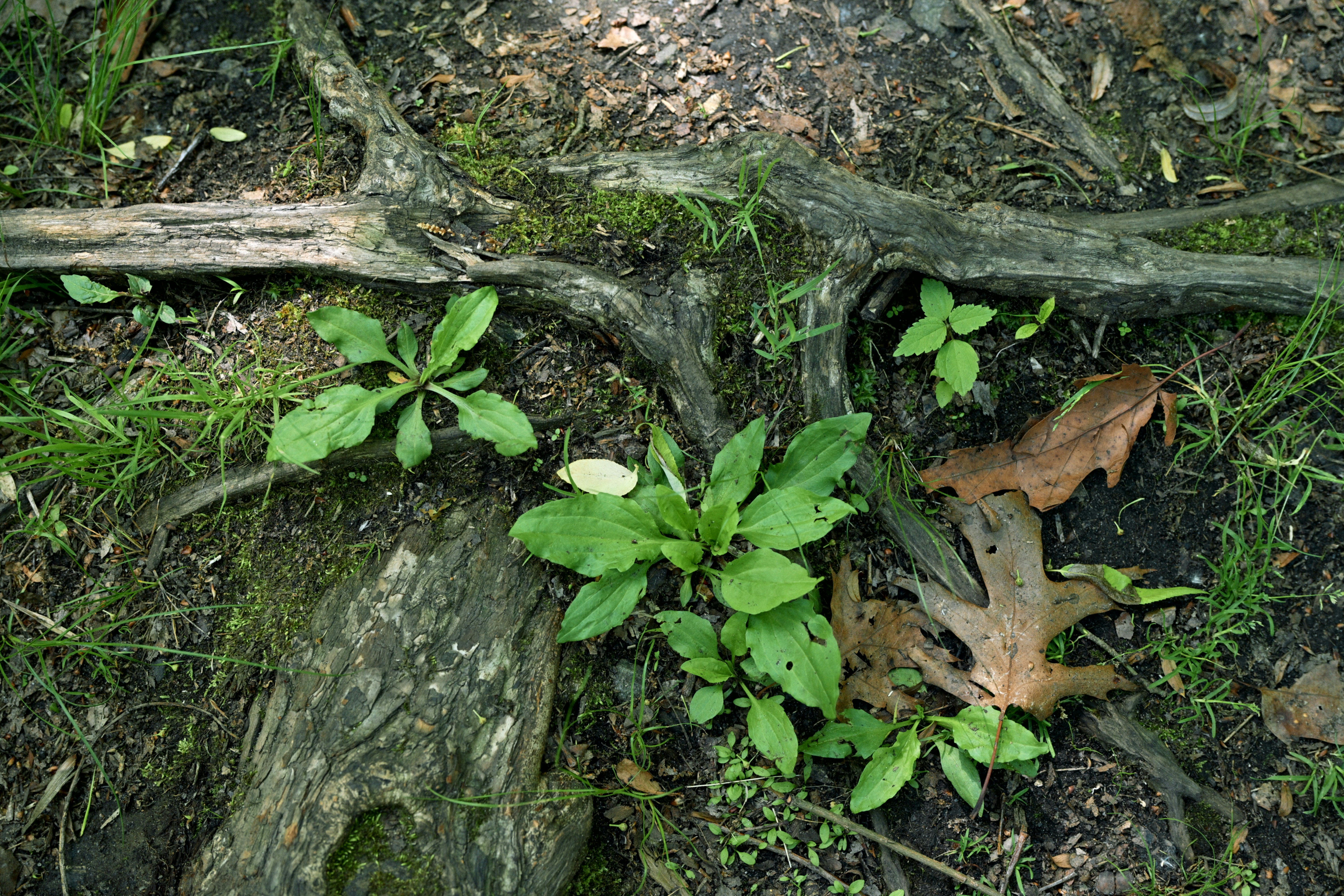 Forest Floor Mosaic: Moss, Roots, and a Lone Oak Leaf
