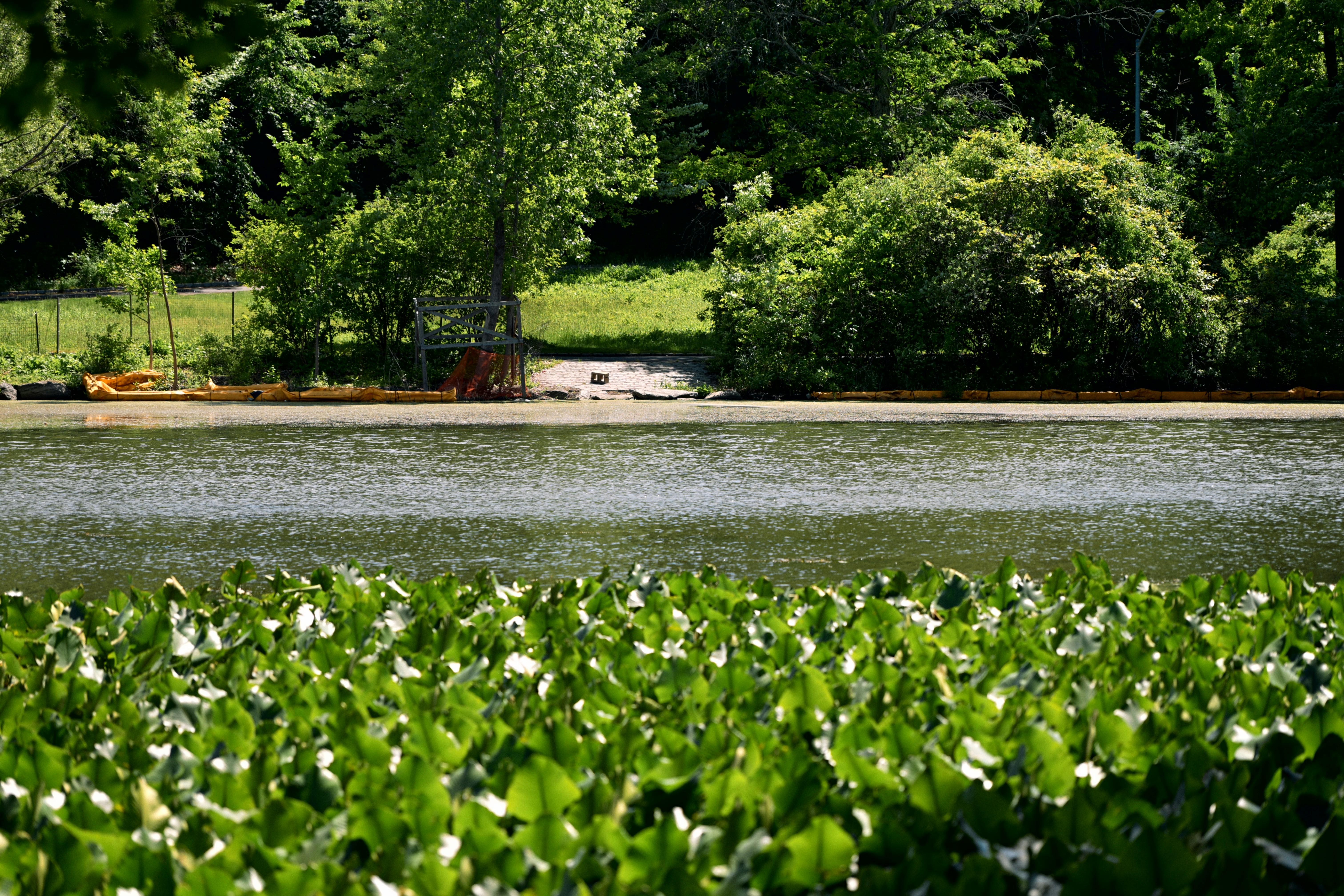 Lush riverbank panorama: foreground leaves, tranquil water, and a distant dock