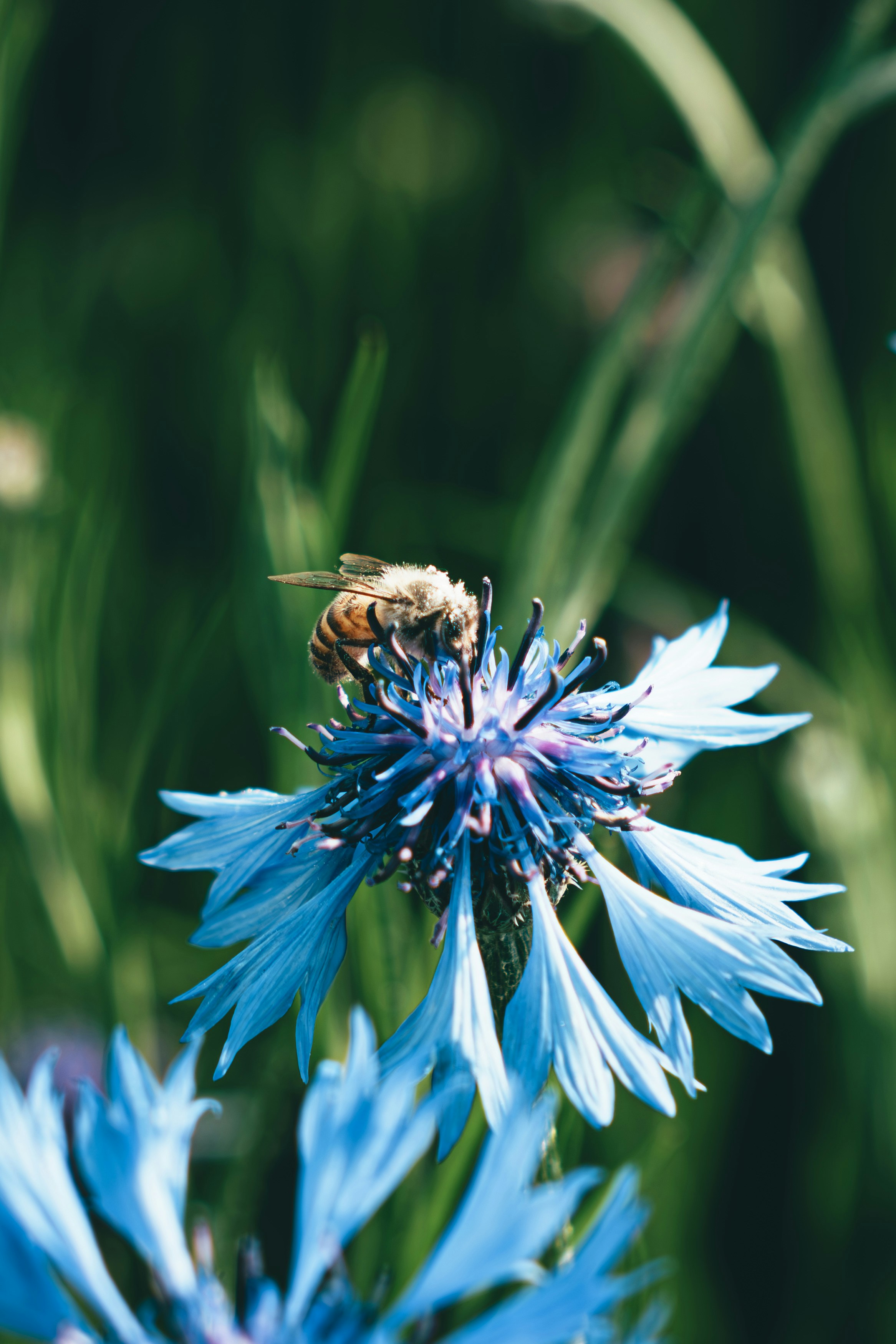 Blue Bloom and Bee: a Portrait of Pollination in Soft Sun