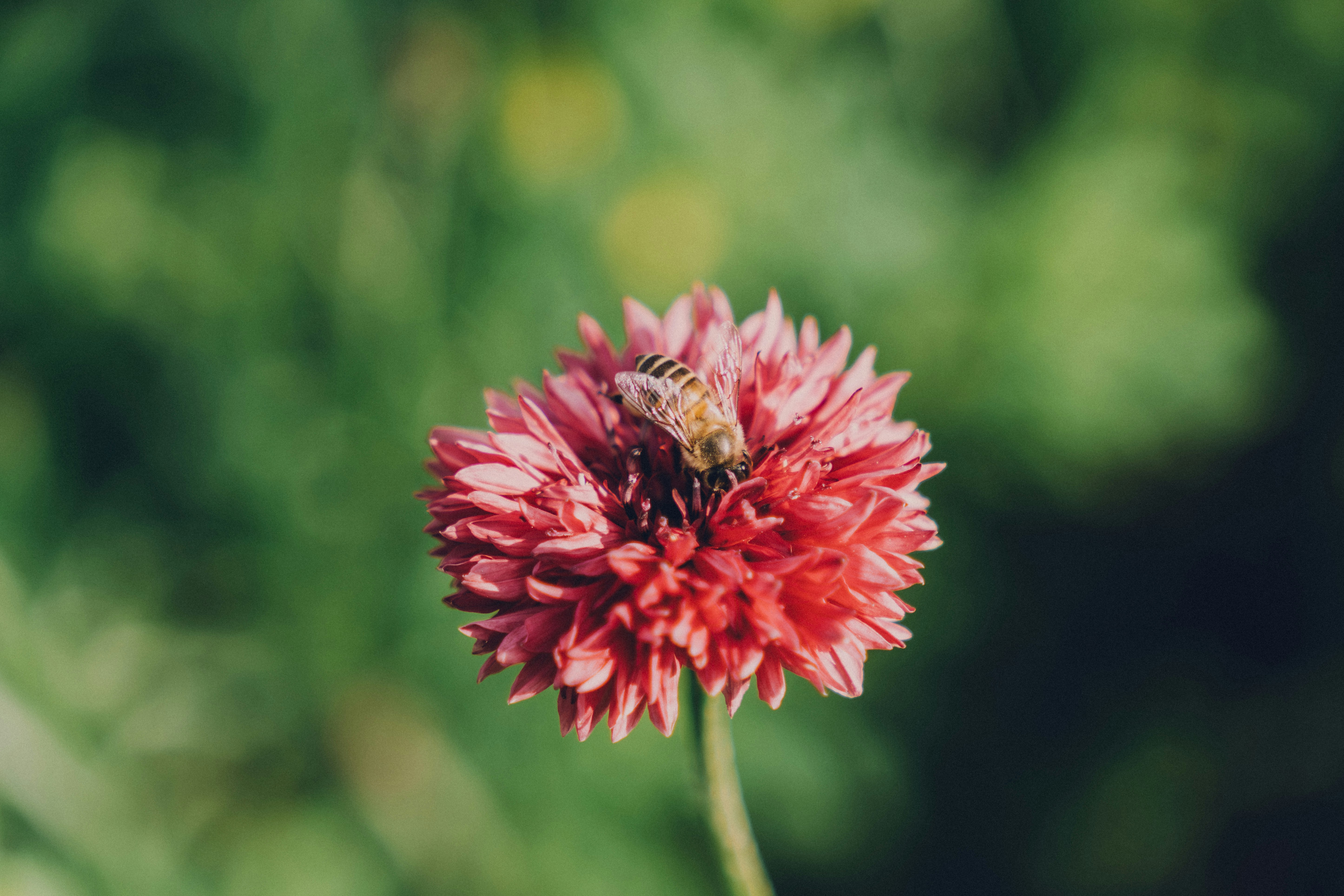 Bee at the Core: Crimson Bloom in Focus