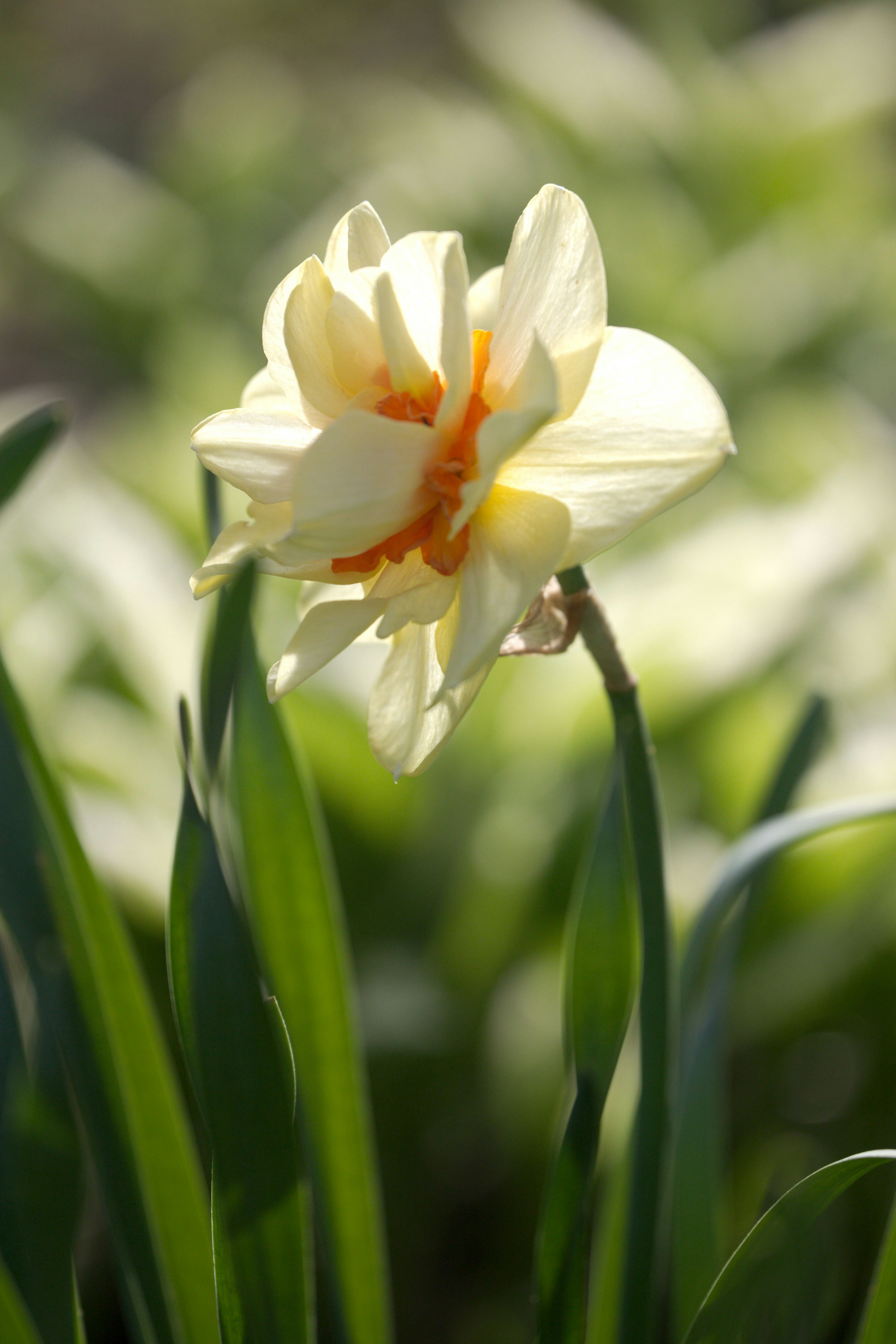 Cream Daffodil Bloom with Soft Backlit Glow