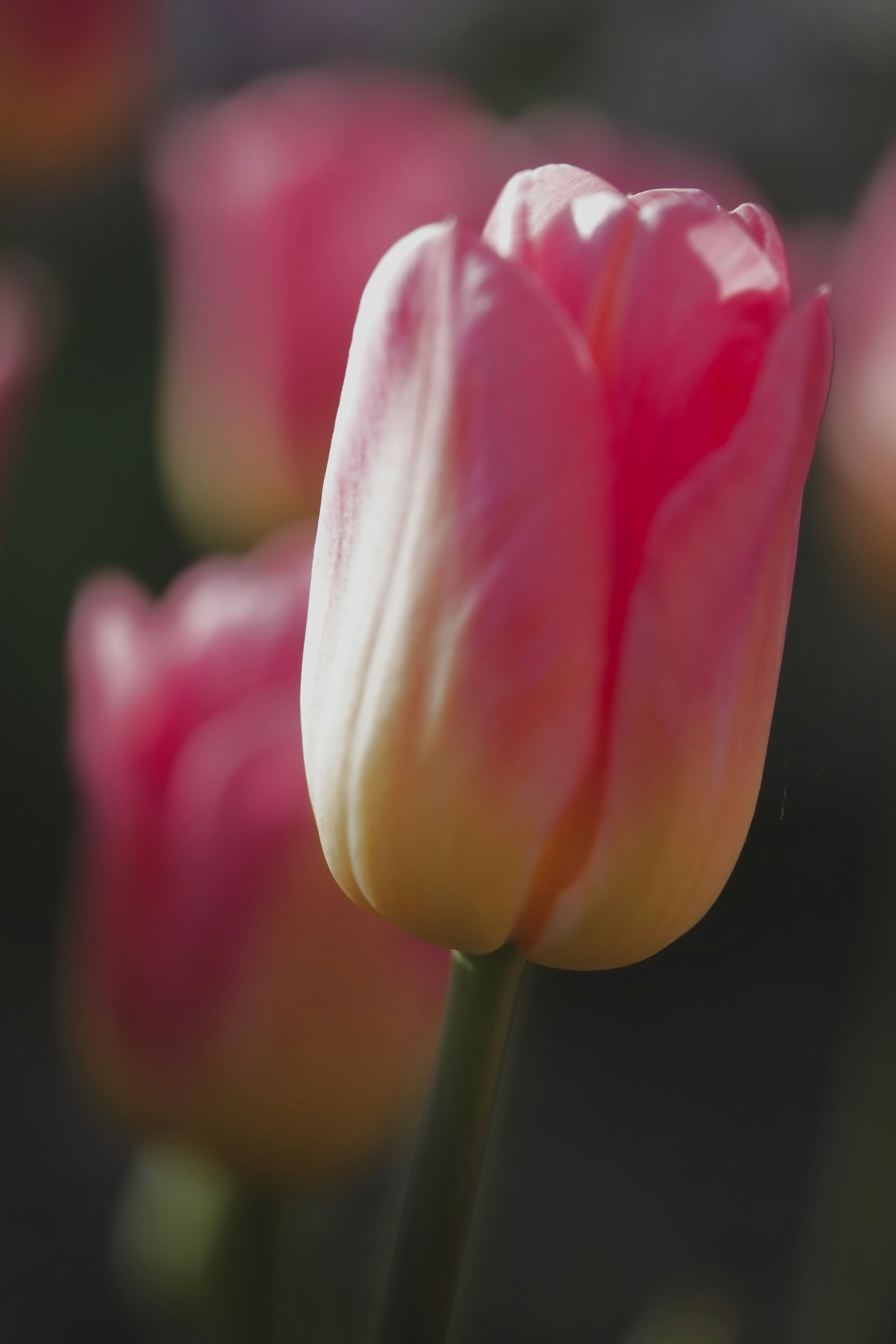 Soft Tulip in the Spotlight: A Close-Up of Pink and Cream Petals