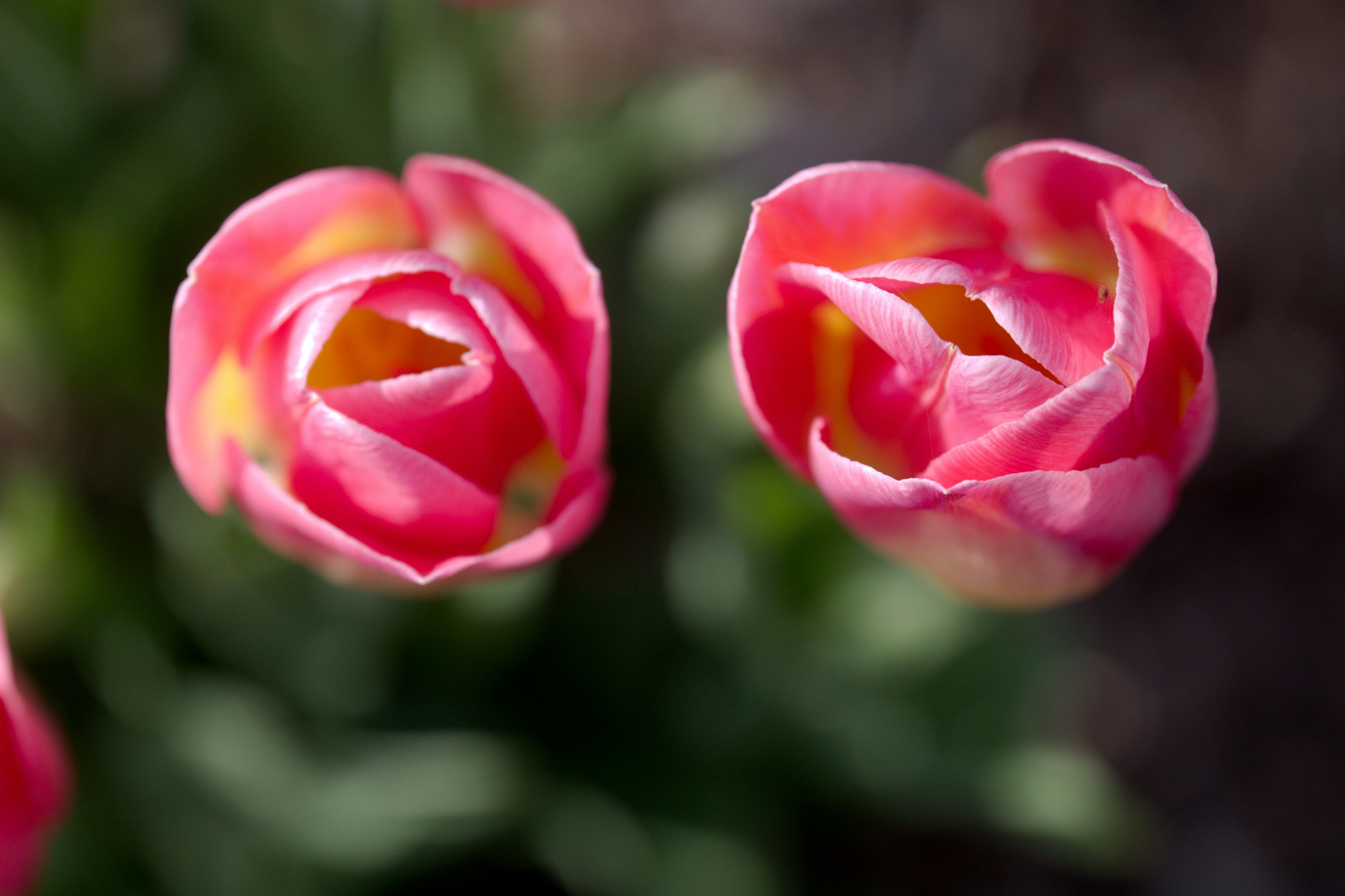 Pink Tulip Pairs in Soft Focus