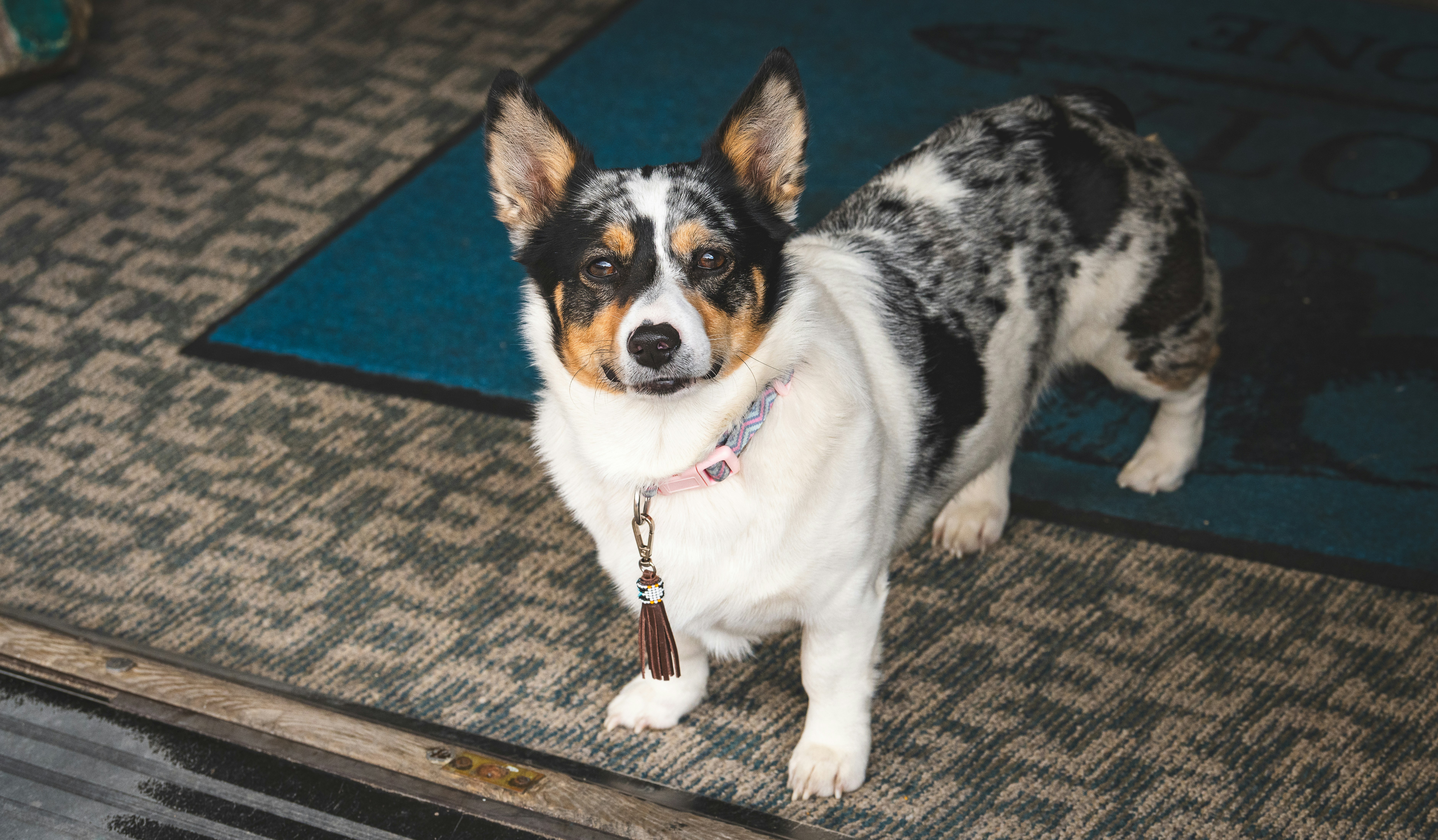 Curious Corgi at the Threshold