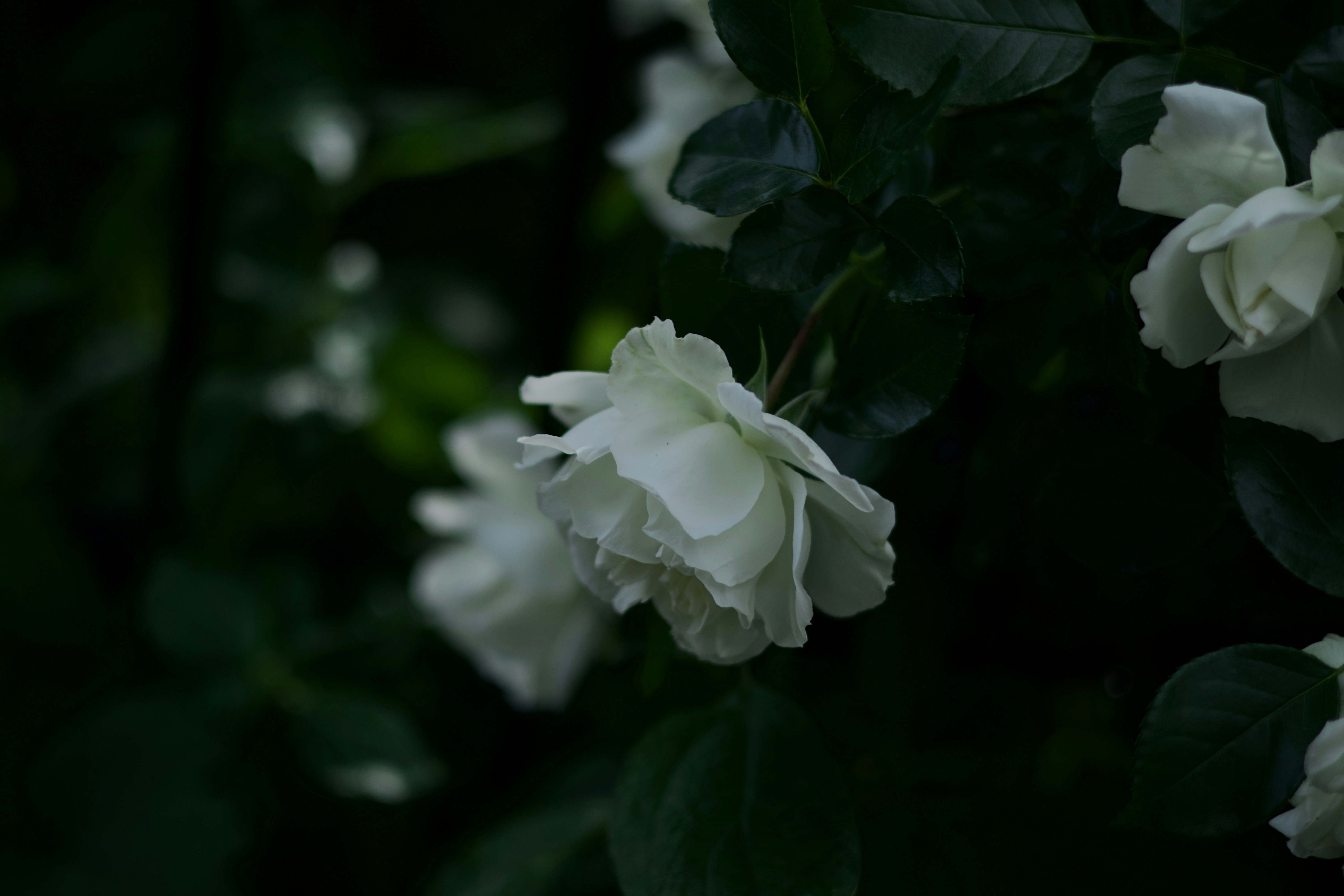 Moonlit White Rose Amid Shadows