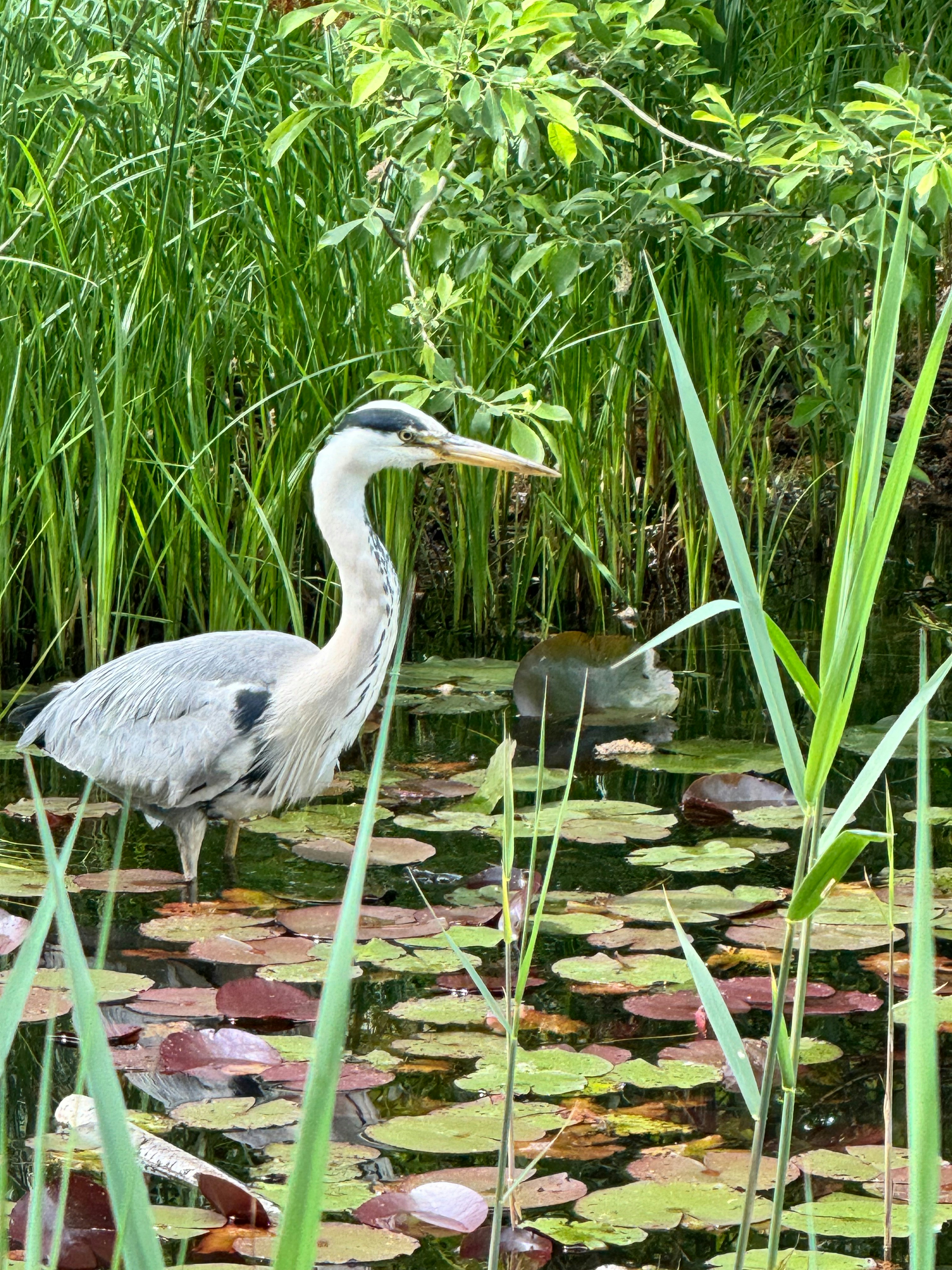 Heron Among Lily Pads: A Quiet Pond Portrait