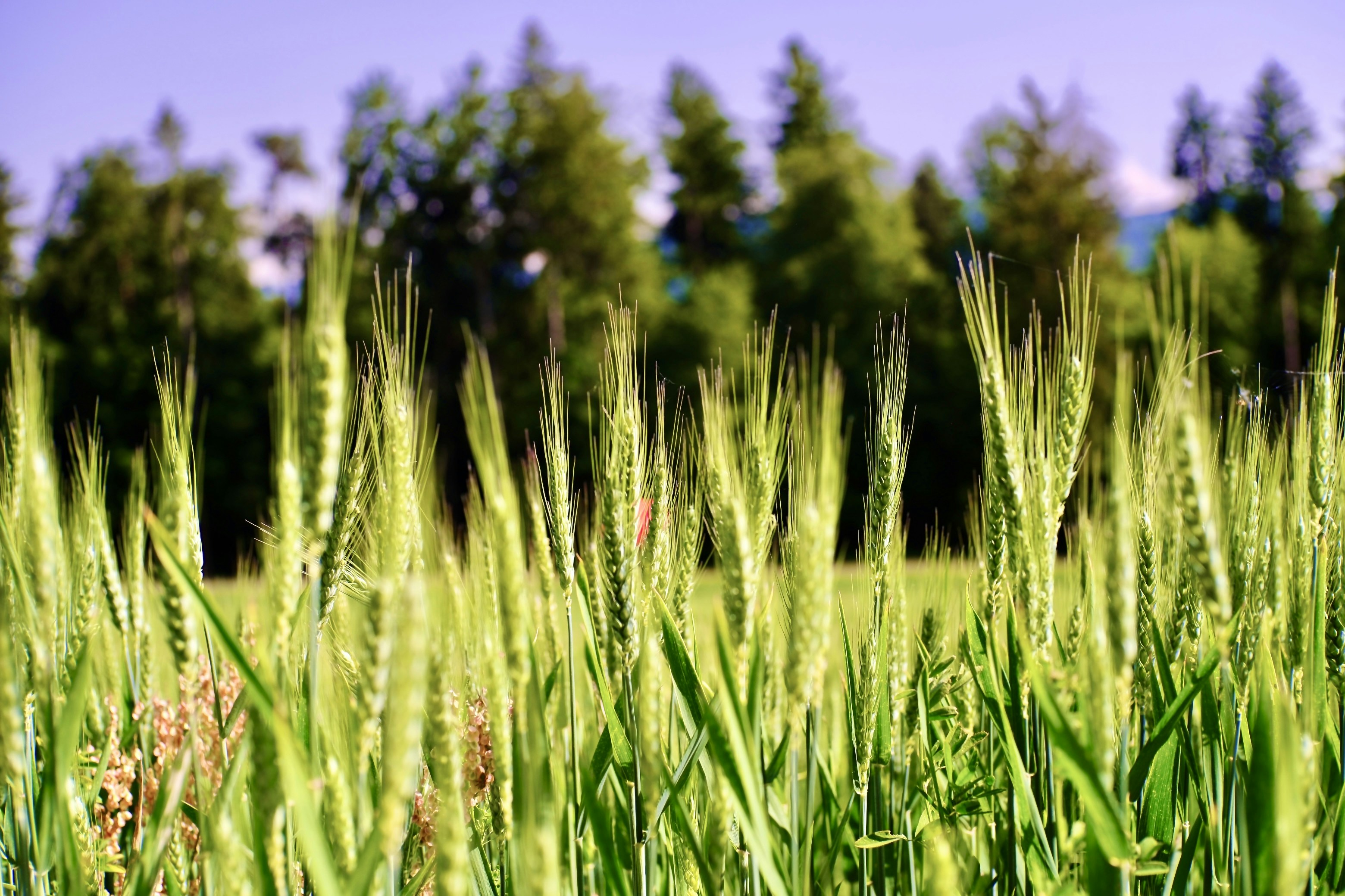 Field of Golden Heads Under a Purple Sky