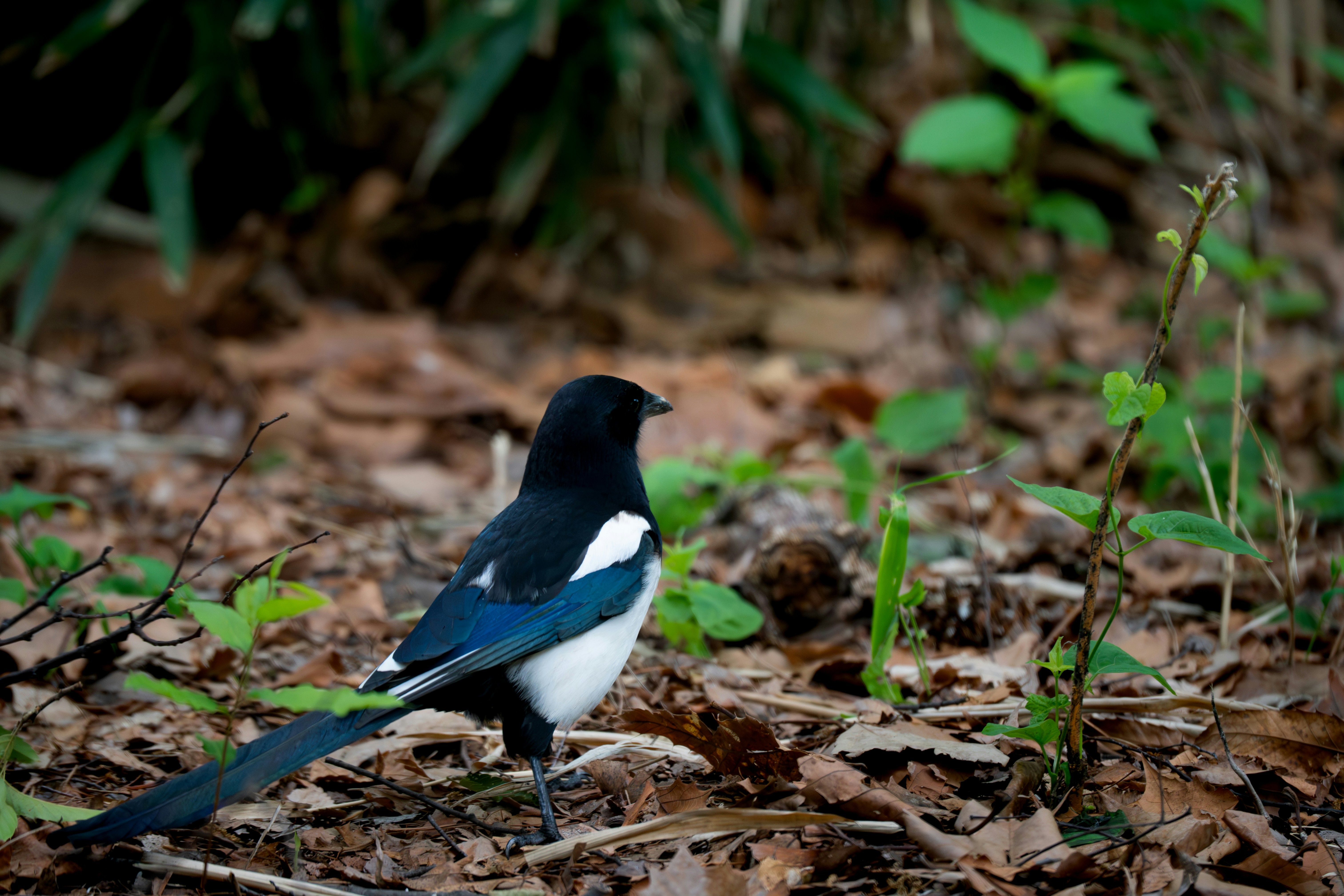 A black and white magpie stands on a forest floor.