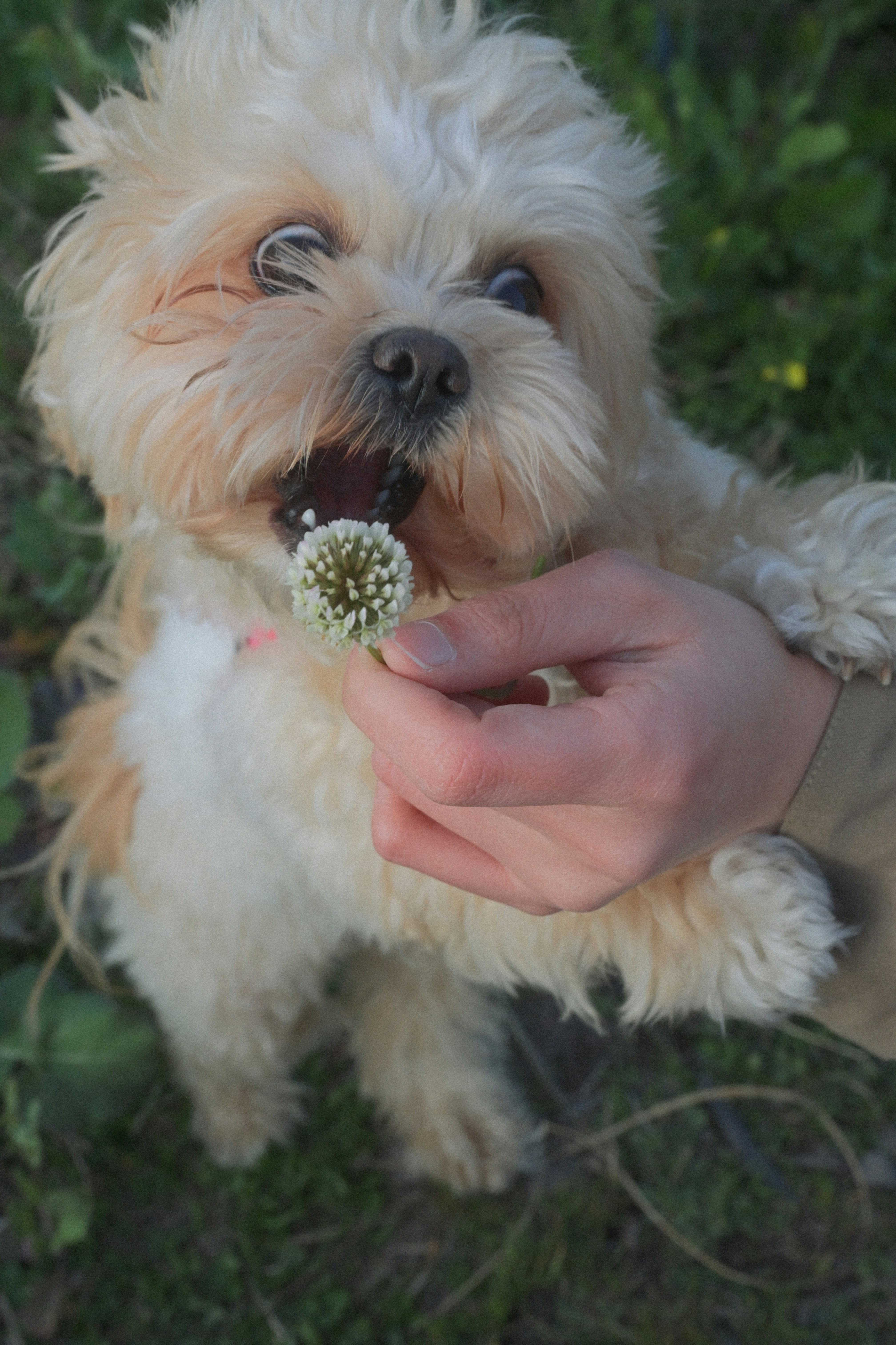 A small fluffy dog sniffs a white clover flower.