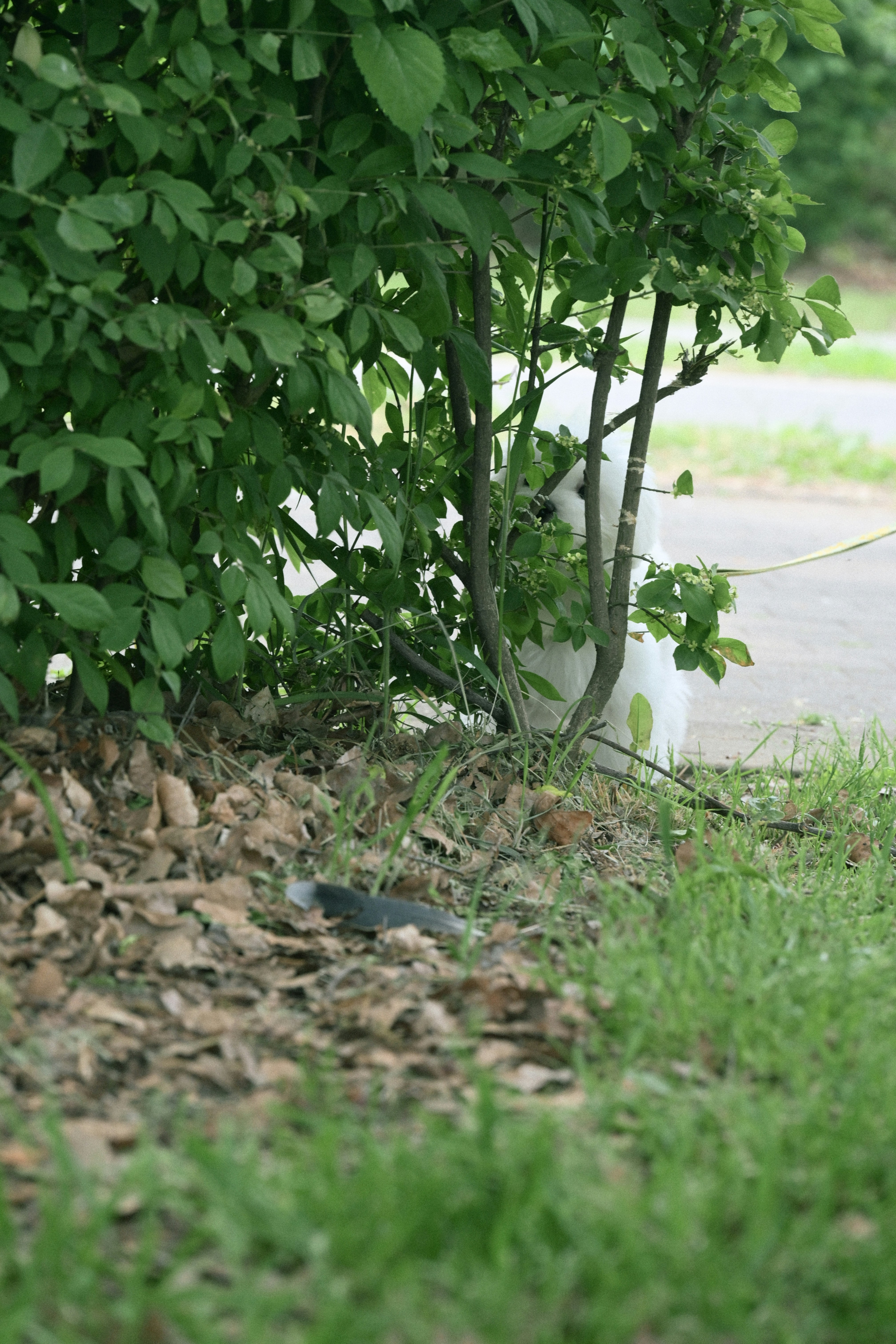 Bush-side Trunk Network: A Shaded Hedge by the Road