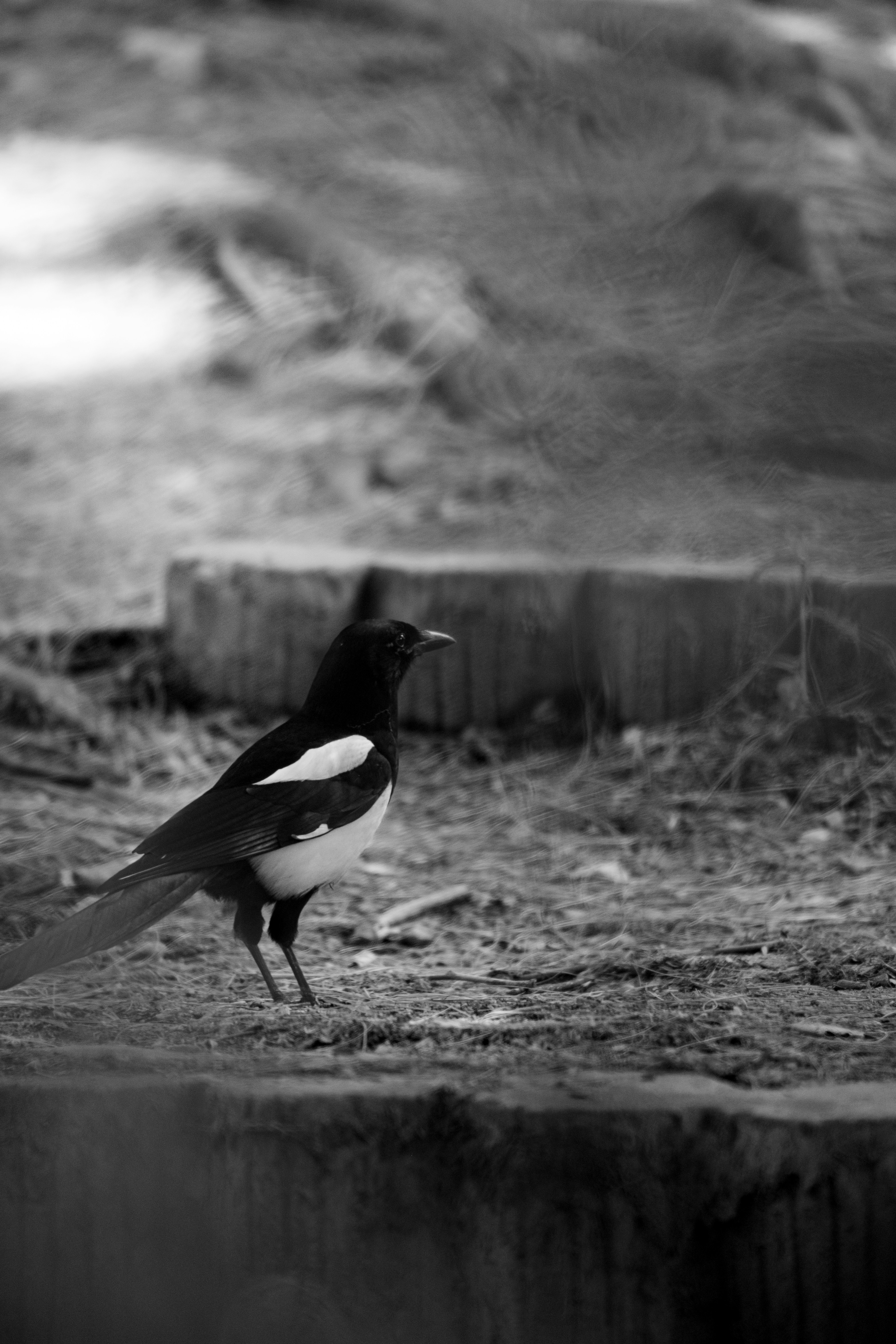 Black and White Magpie at the Edge of the Path
