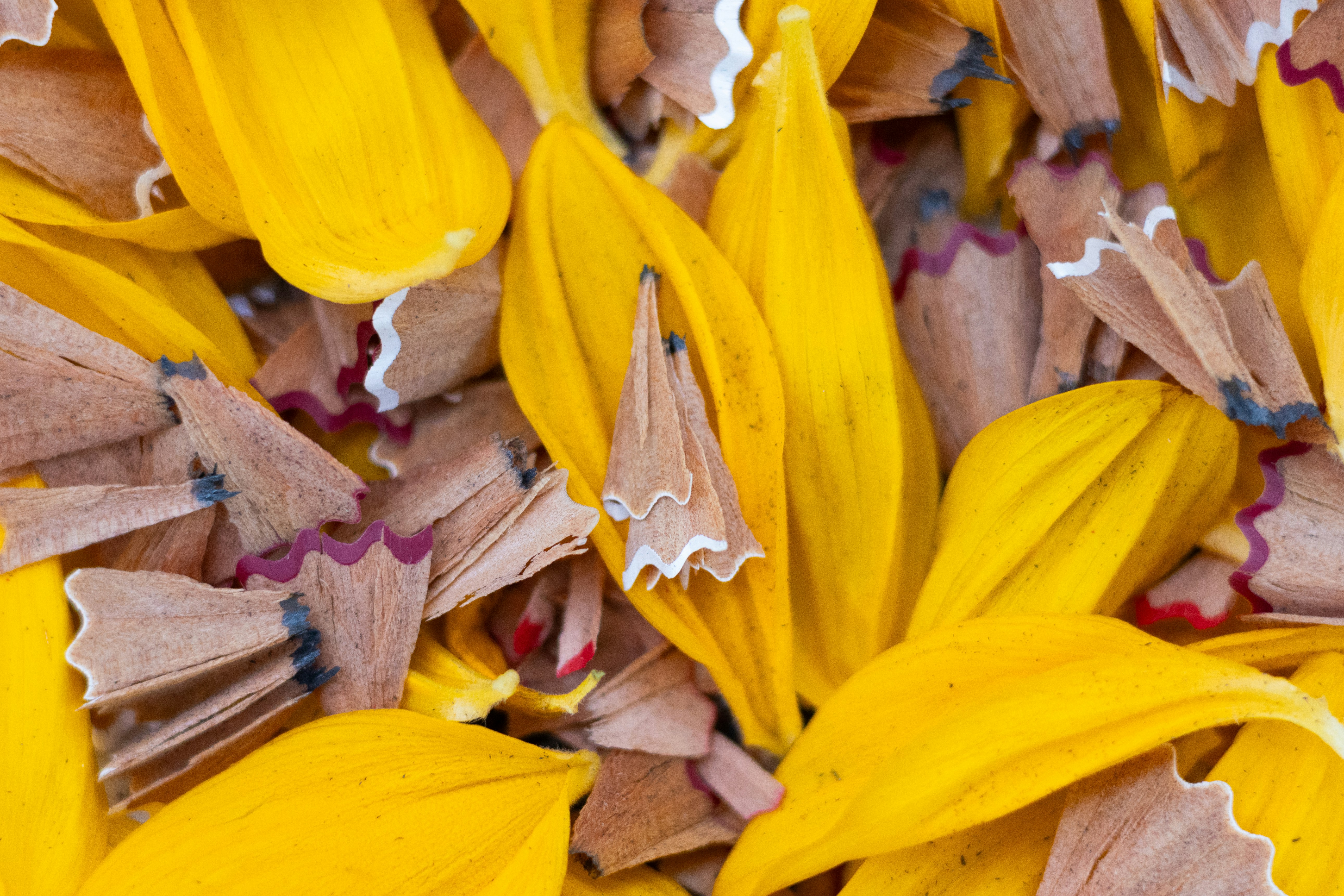 Sunlit Yellow Petals: A Close-Up Mosaic of Pencil-Sharp Petals and Shaded Pencils