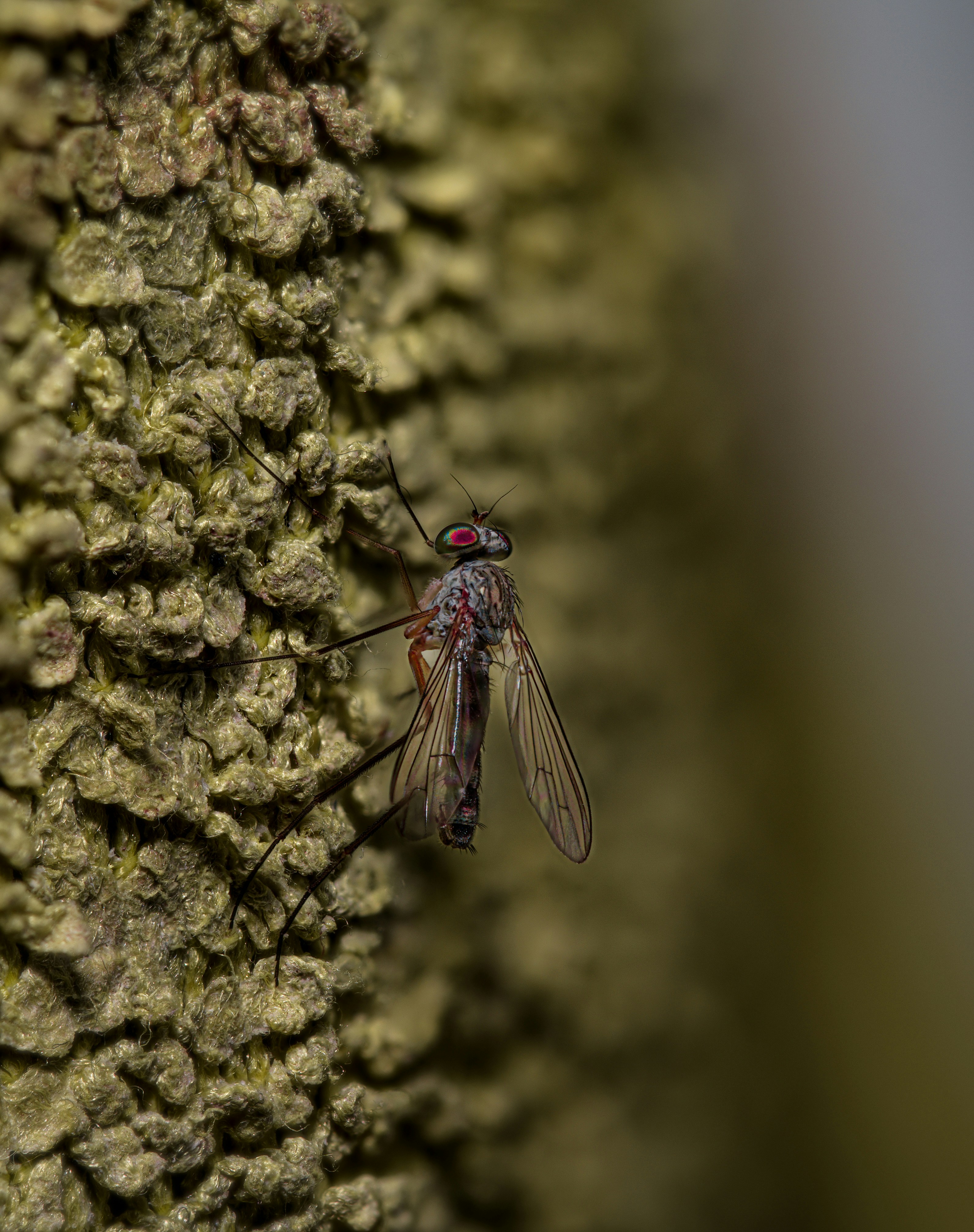 Tiny Predator, Big Texture: A Crane Fly Clings to Mossy Bark