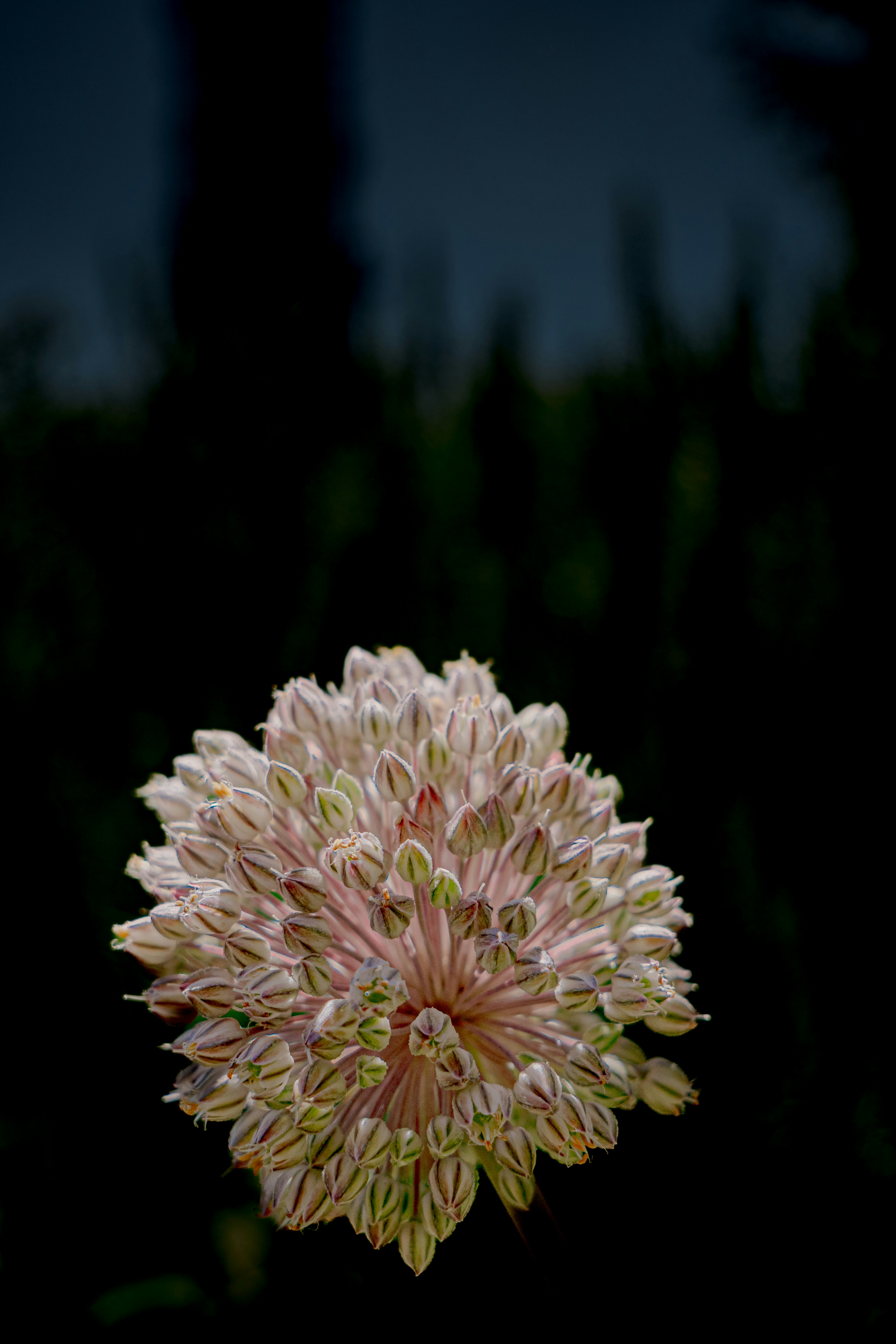 Pastel Allium Bloom Awash in Nightfall Backdrop
