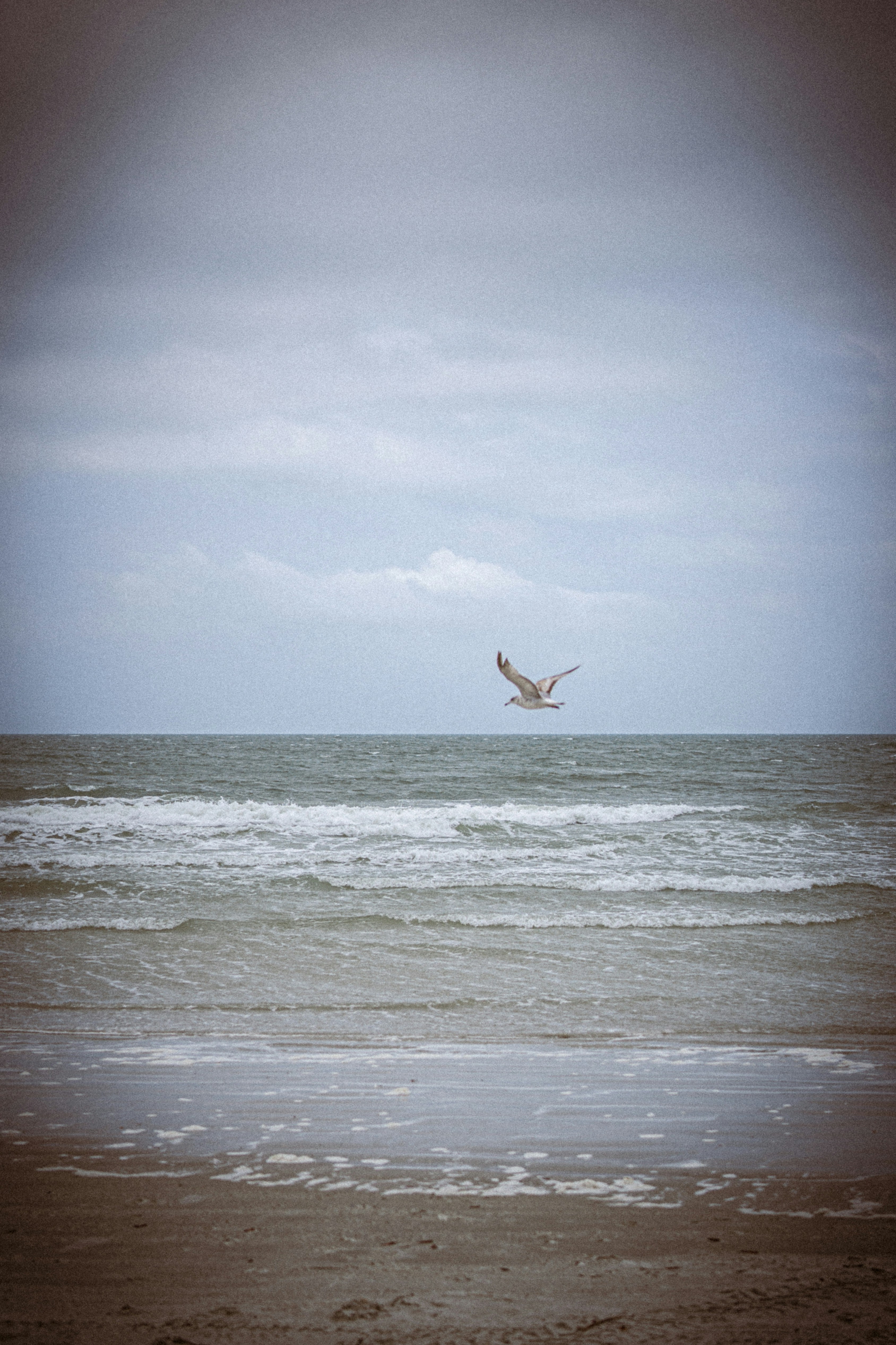 Seabird in the Soft Edge of Light