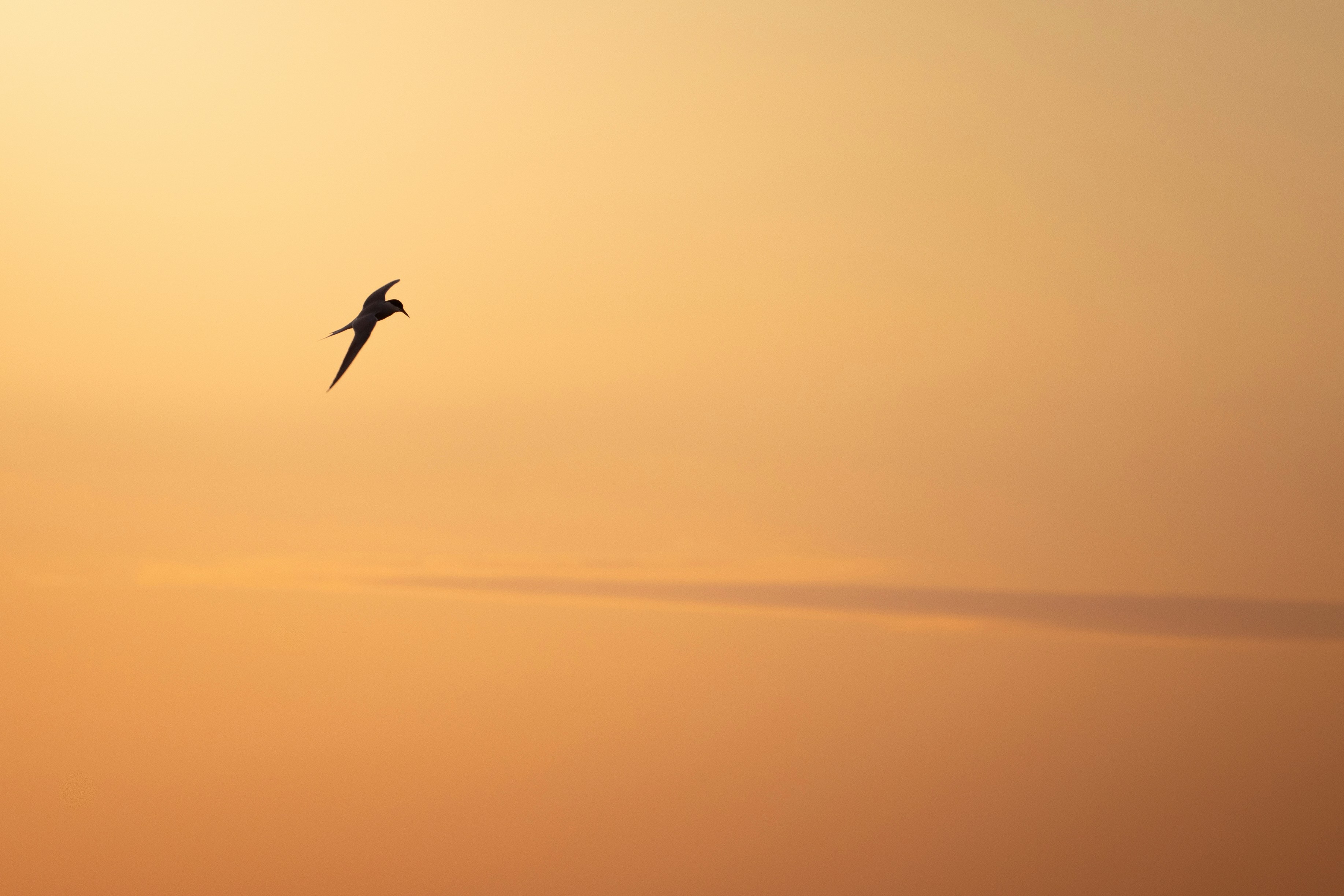 Silhouette in the Ember Sky: One Bird Beyond the Sunset