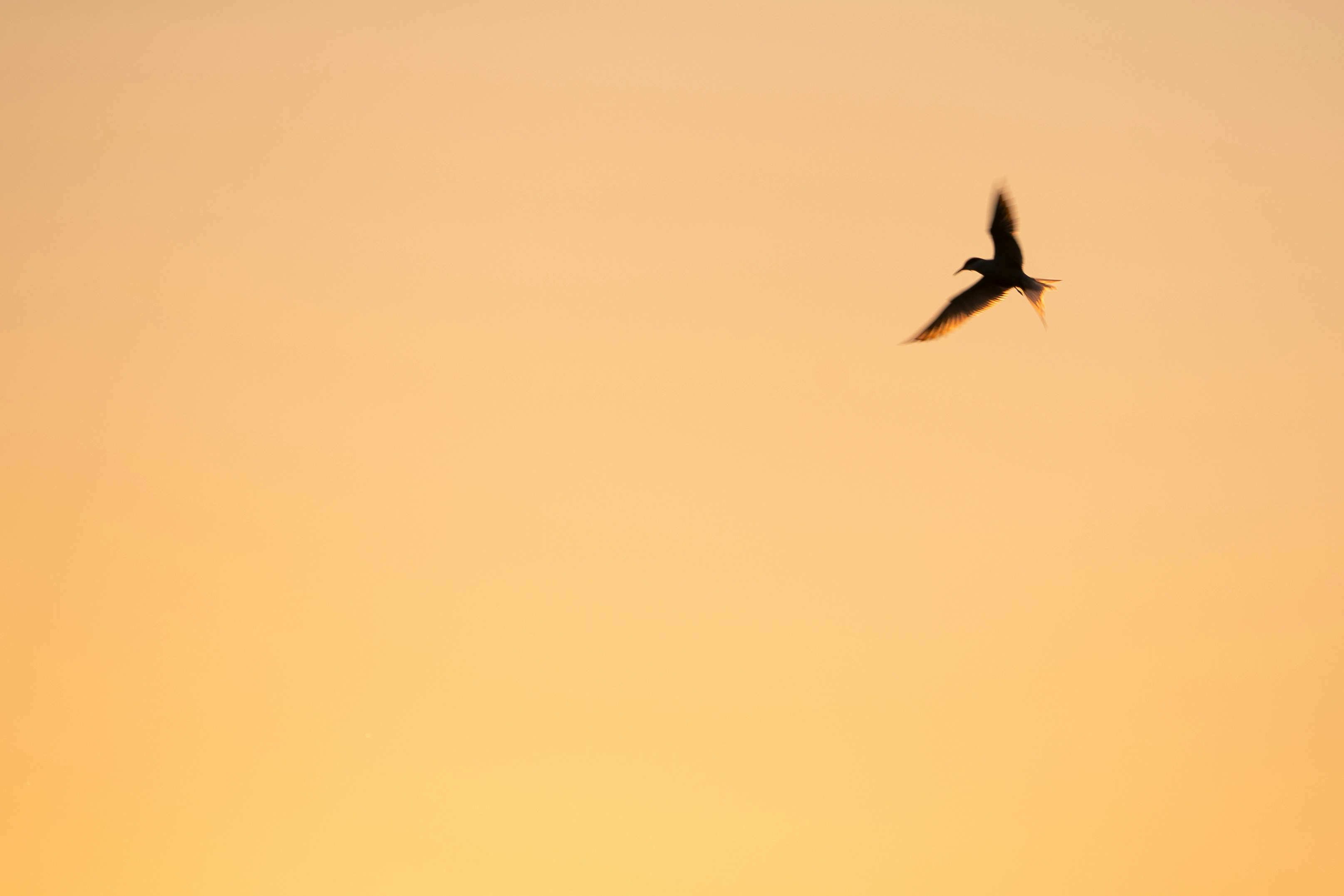 Winged silhouette against a molten sky