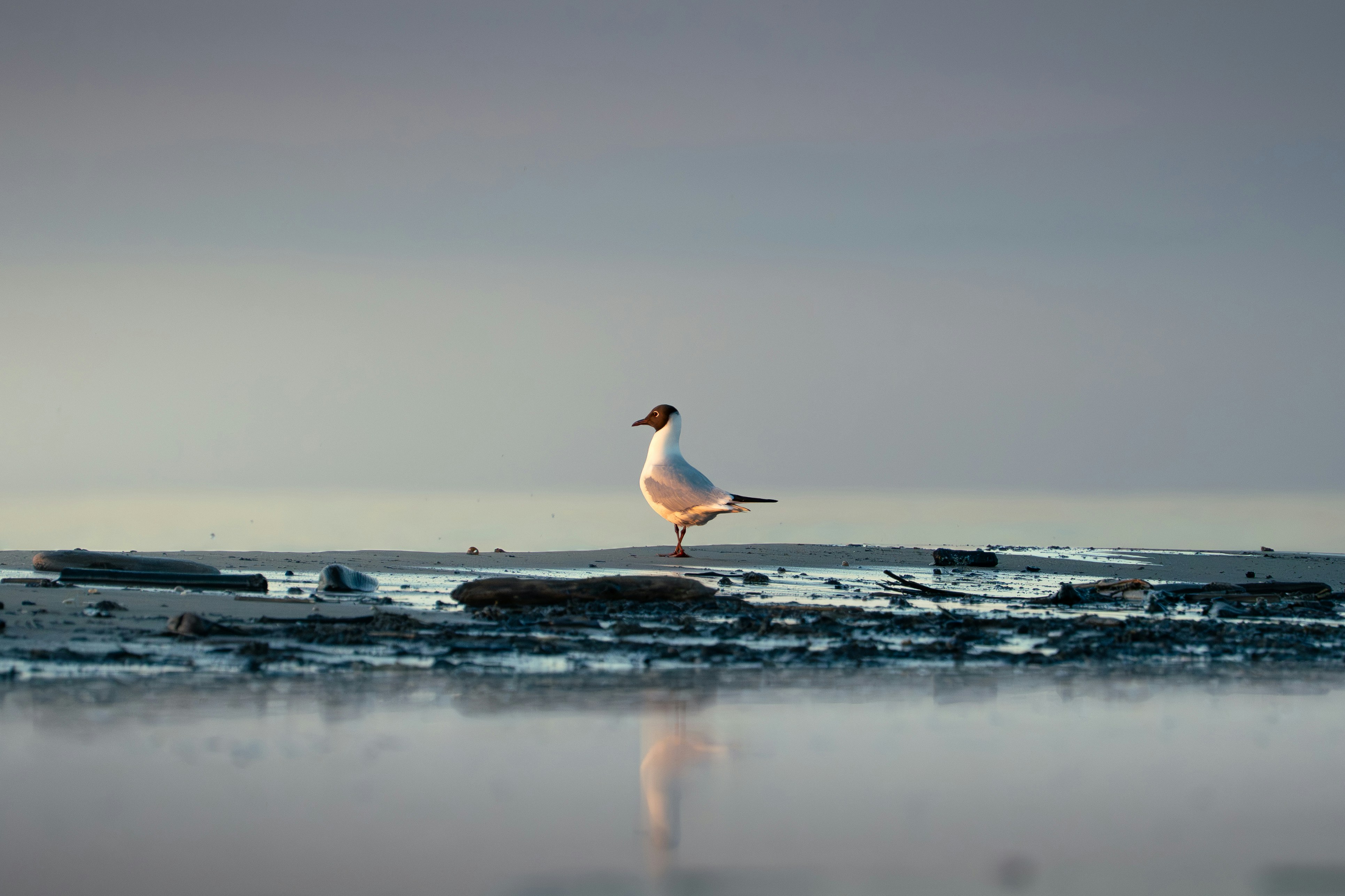 Seabird Stance at the Quiet Edge of the Tidal Plain