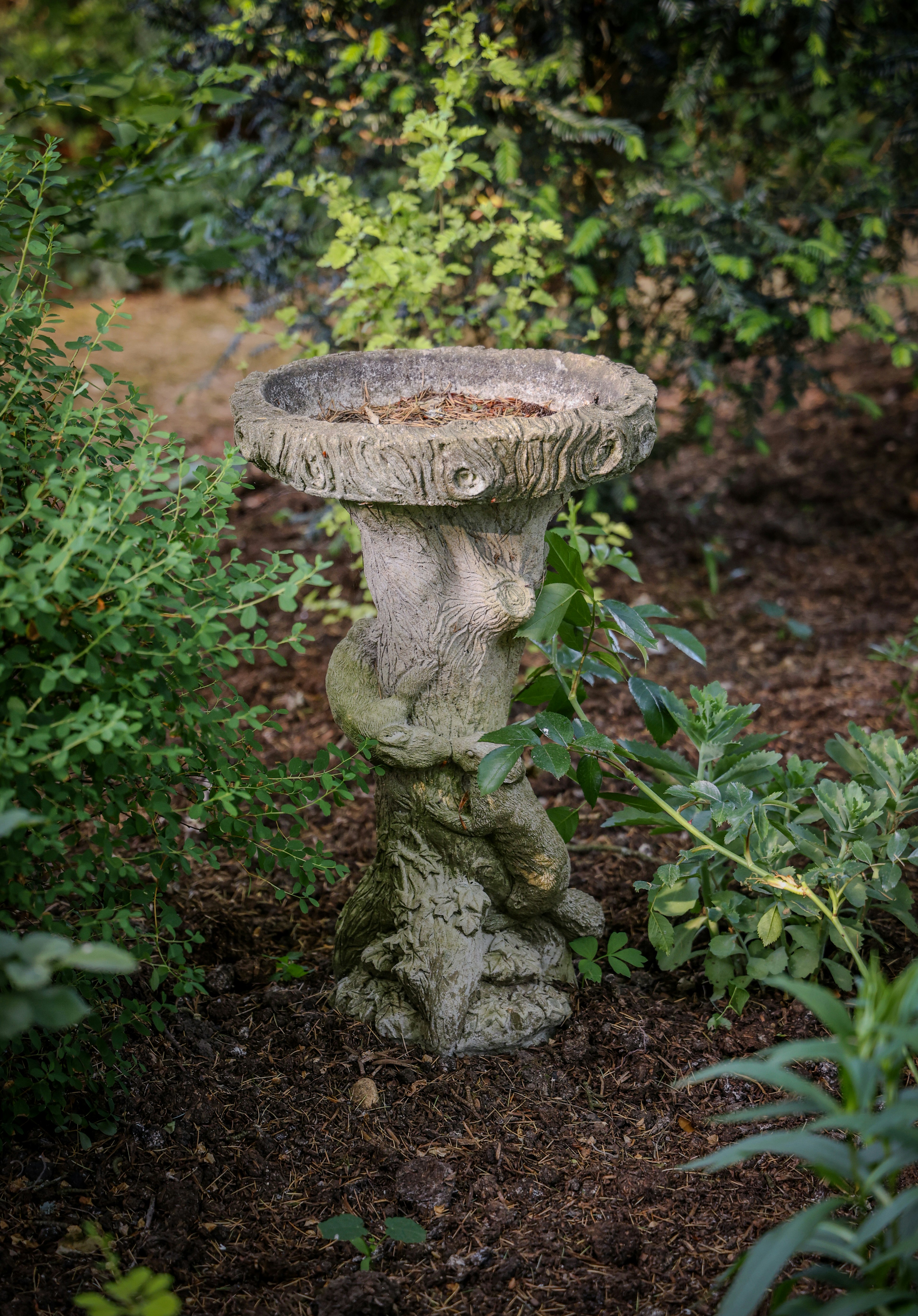 Weathered stone birdbath crowned by ivy in a sunlit garden