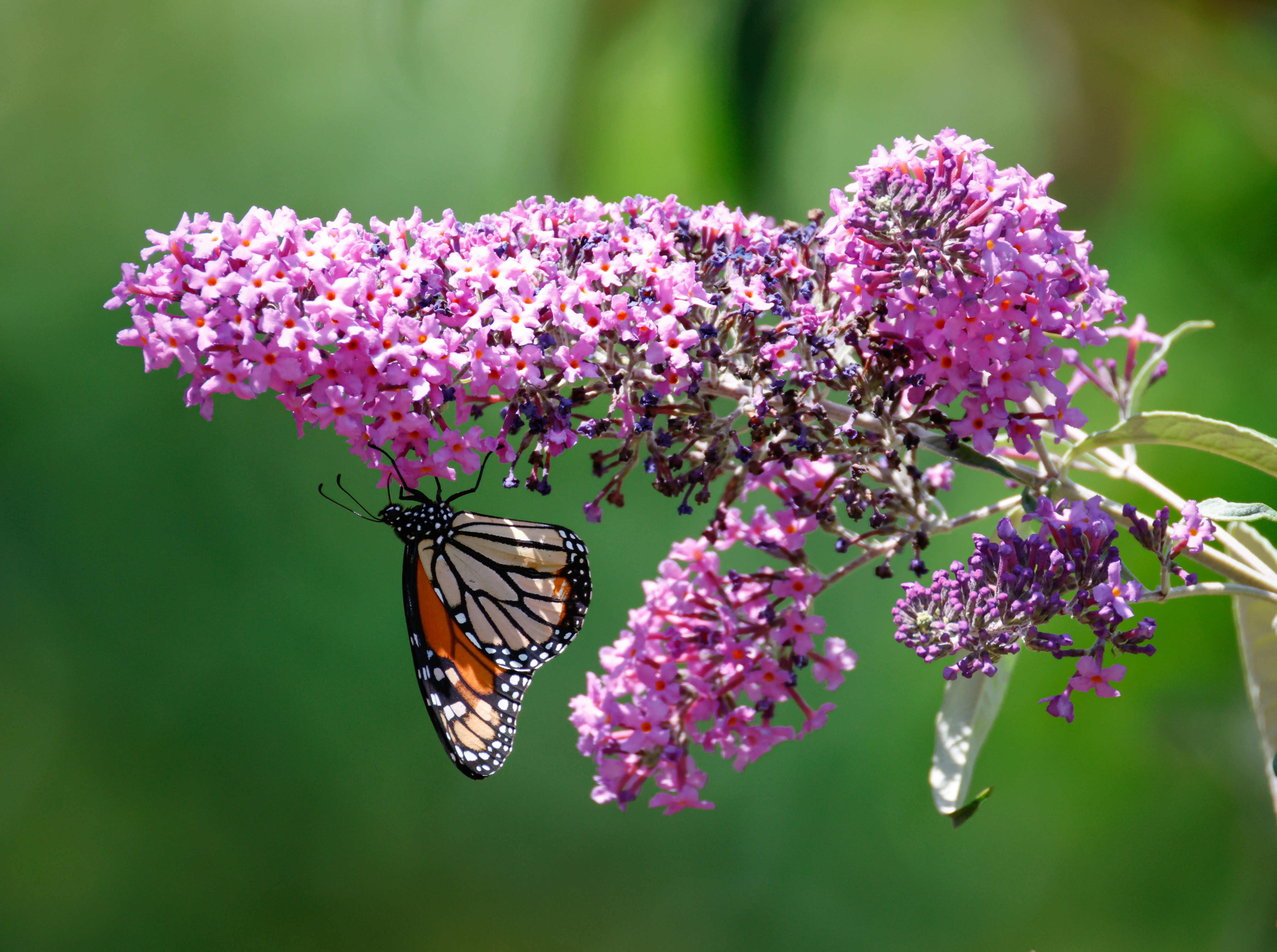 Monarch on Magenta: Butterfly Perched Amid Lavender Blossoms