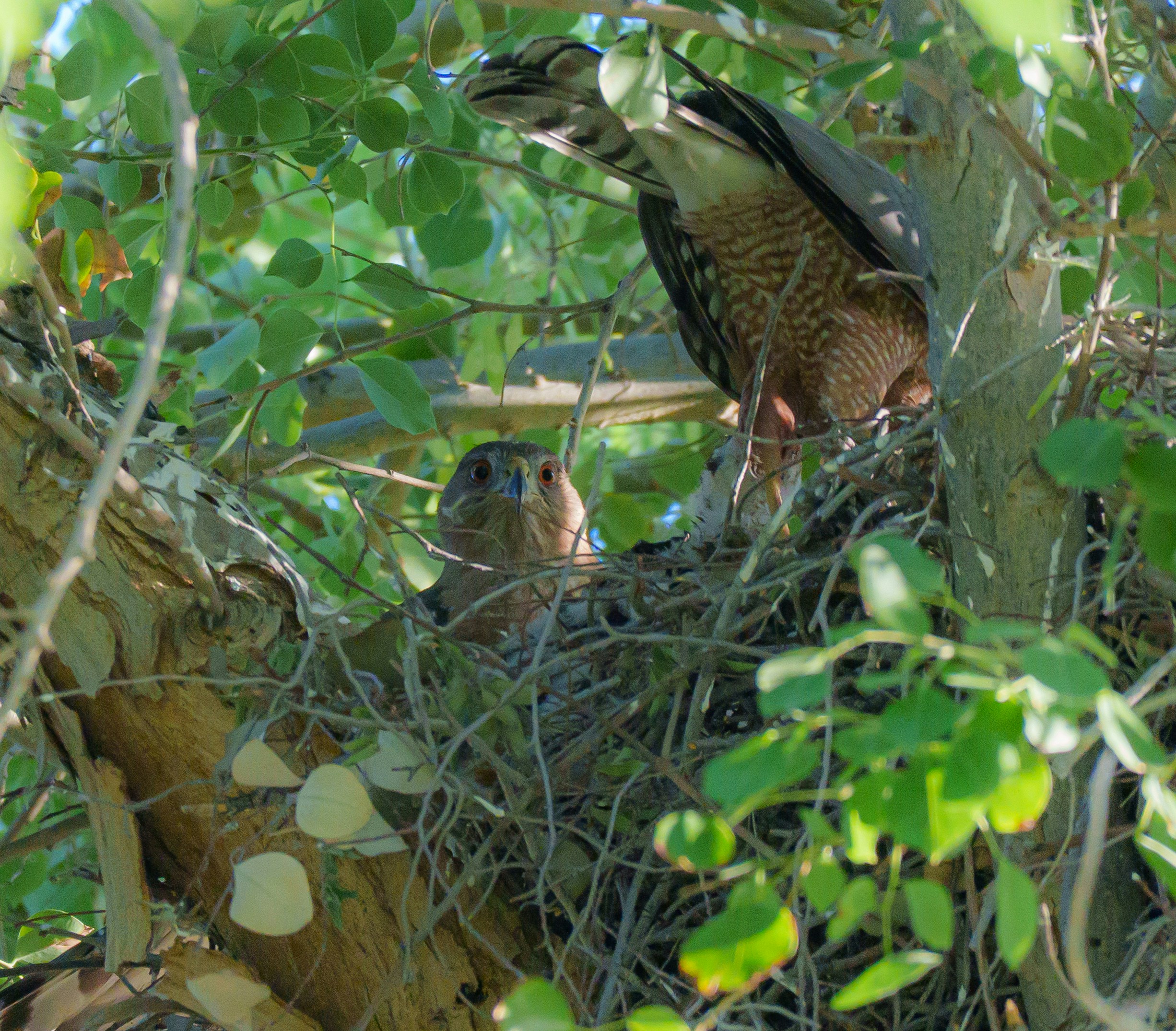 Nest Watch: A Sentry and Her Chick Amid Green Canopy