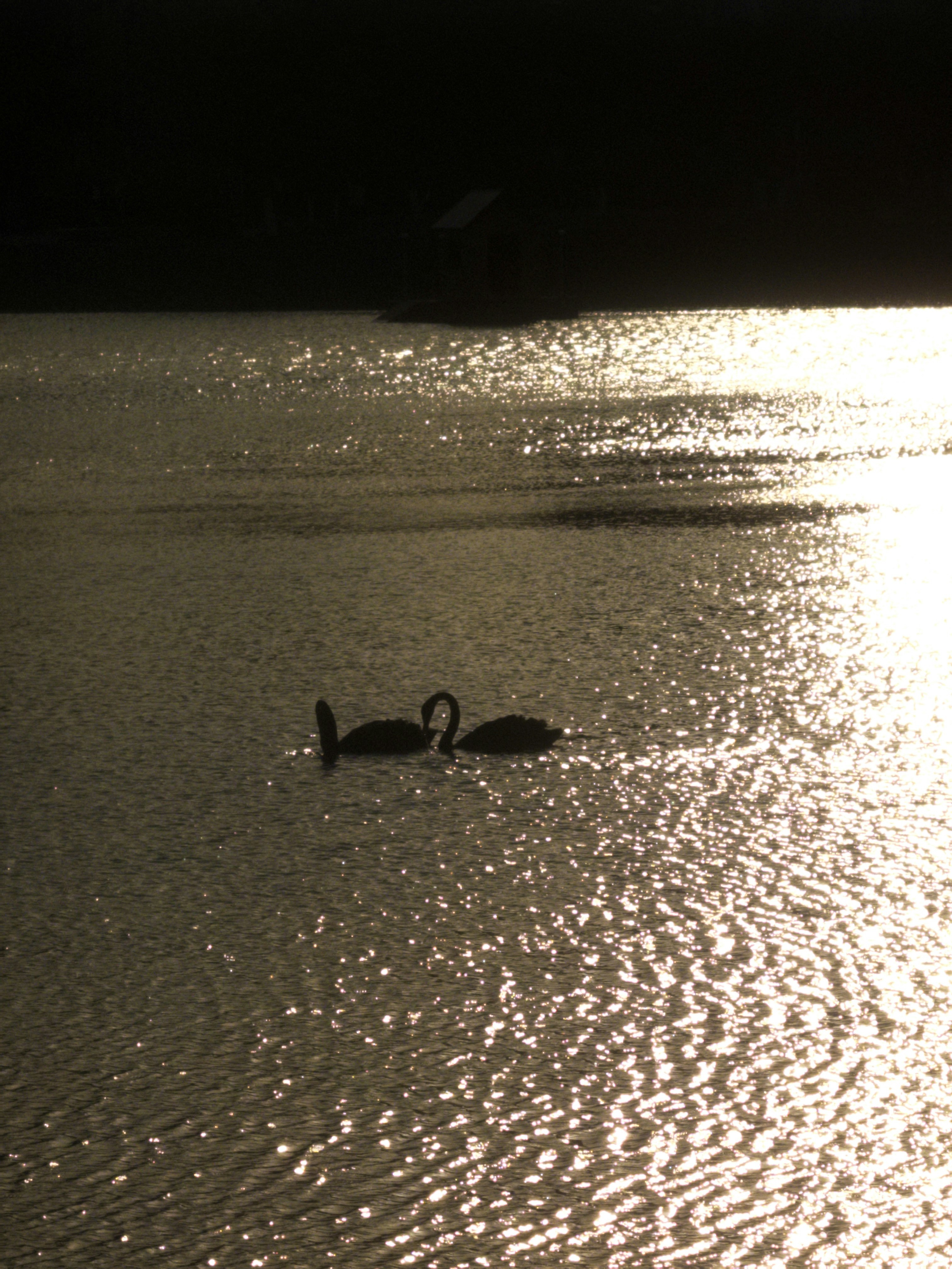Silhouetted swan duo on glittering lake at sunset