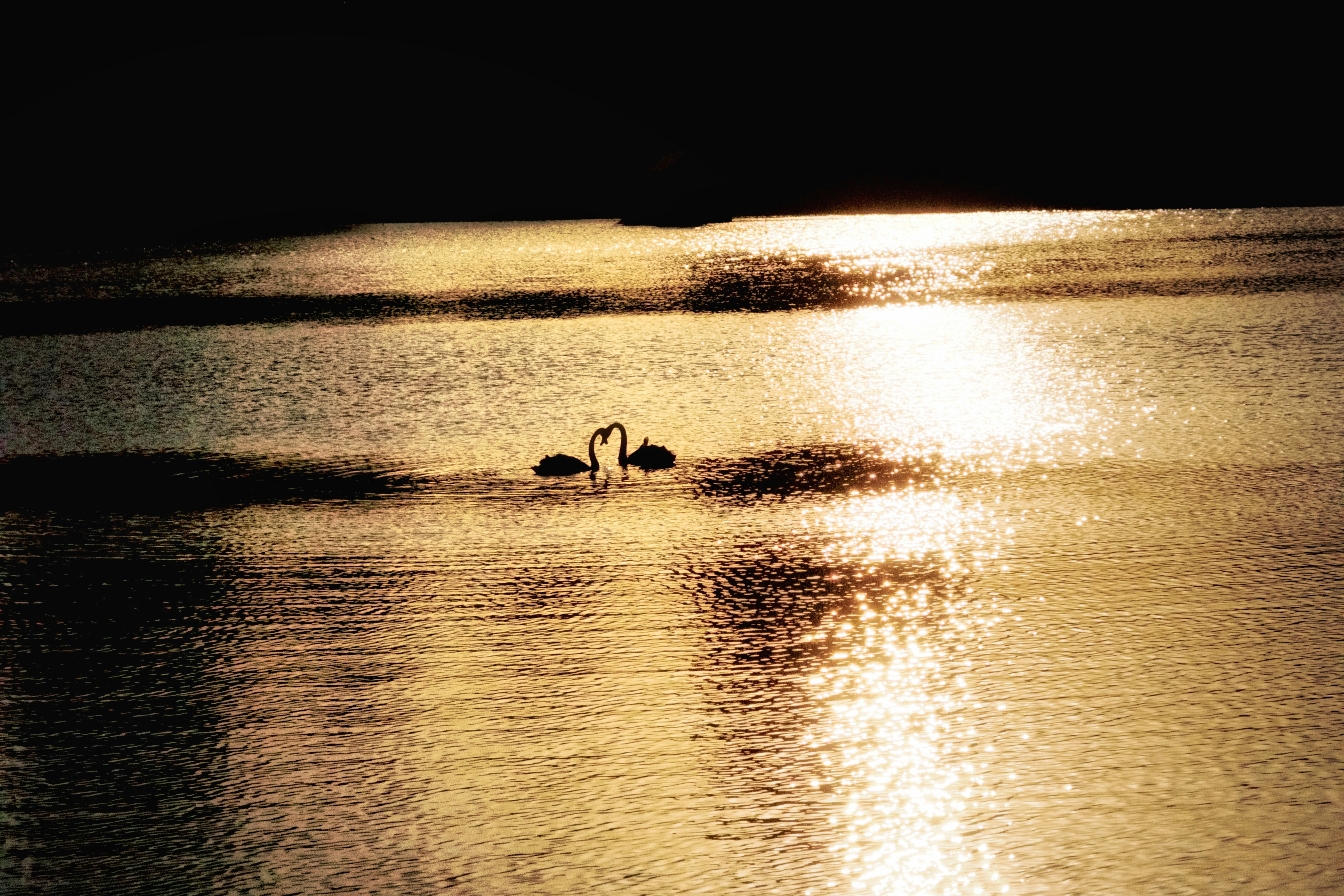 Sunlit Swans: Quiet Moment on Golden Water