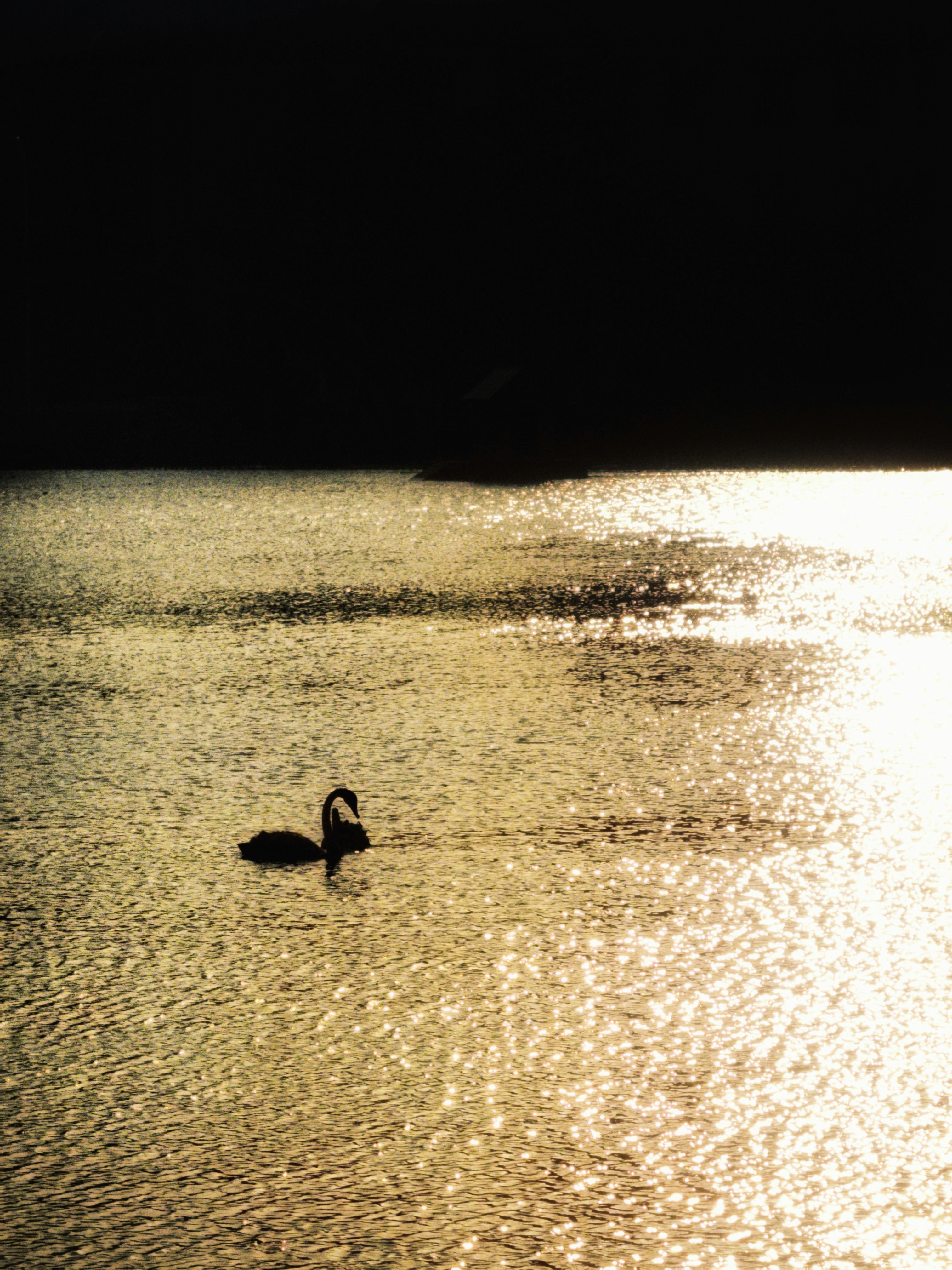 Silhouette on the Golden Reach