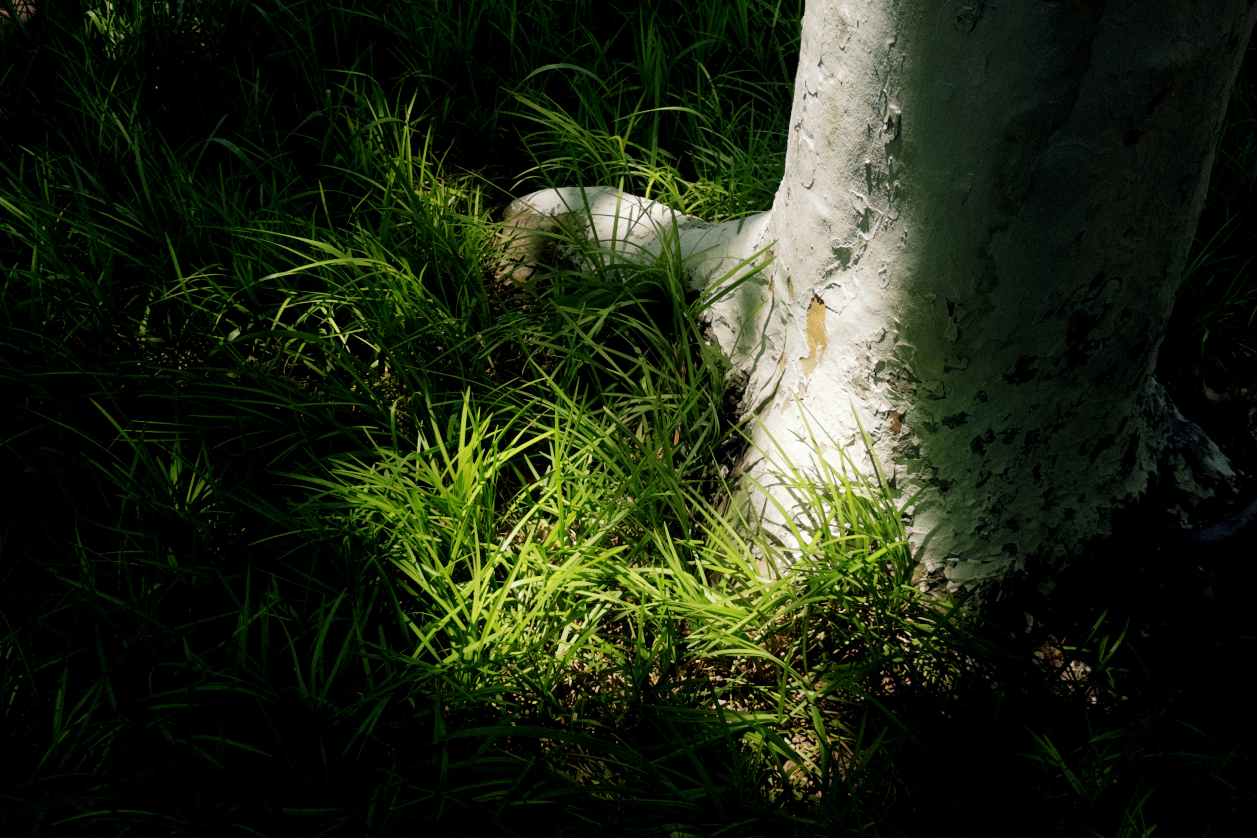 Sunlit Fungi and Bark: Quiet Verge of Light