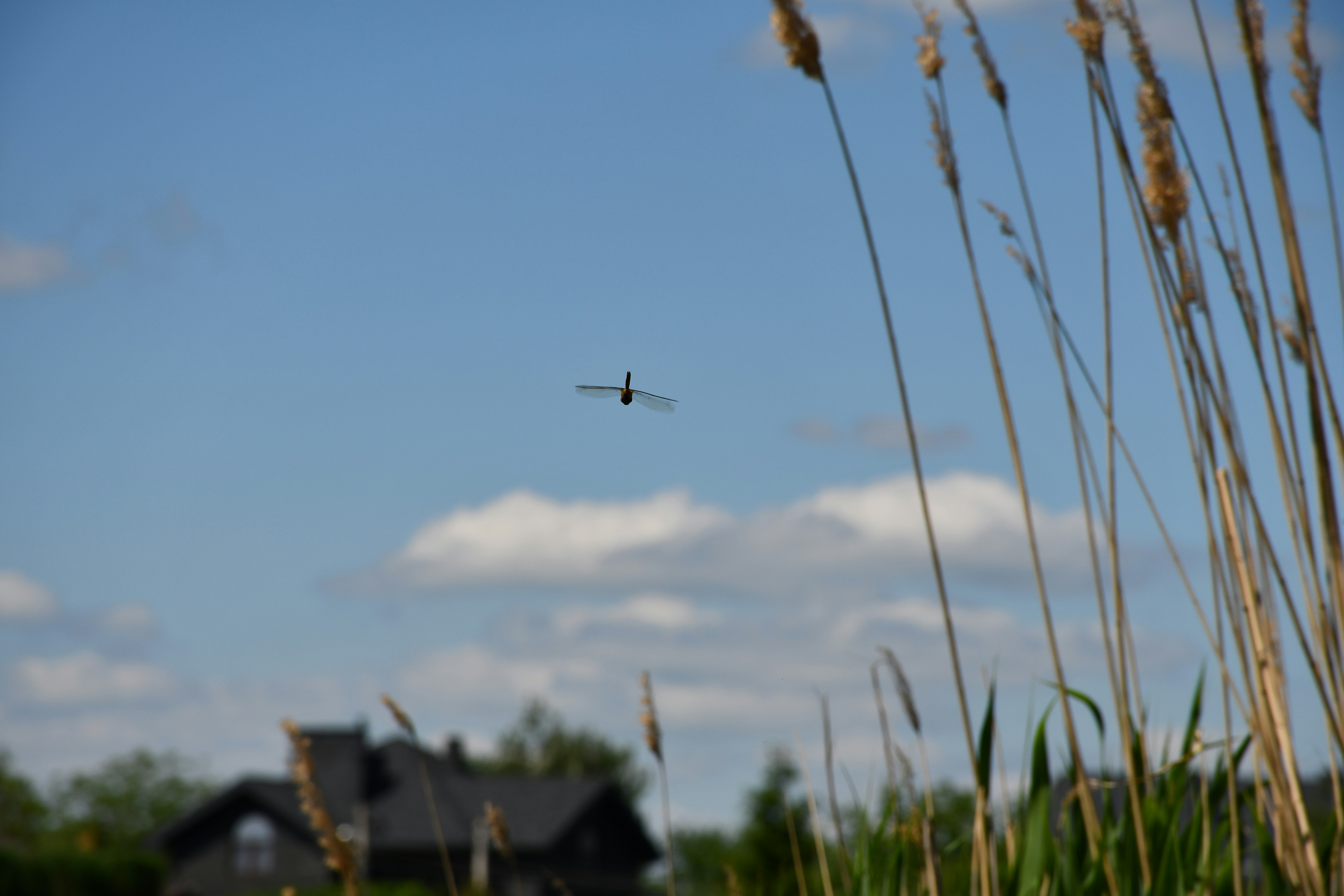 Drift of a Single Drone: A Horizon of Grasses and a Low-Flying Plane