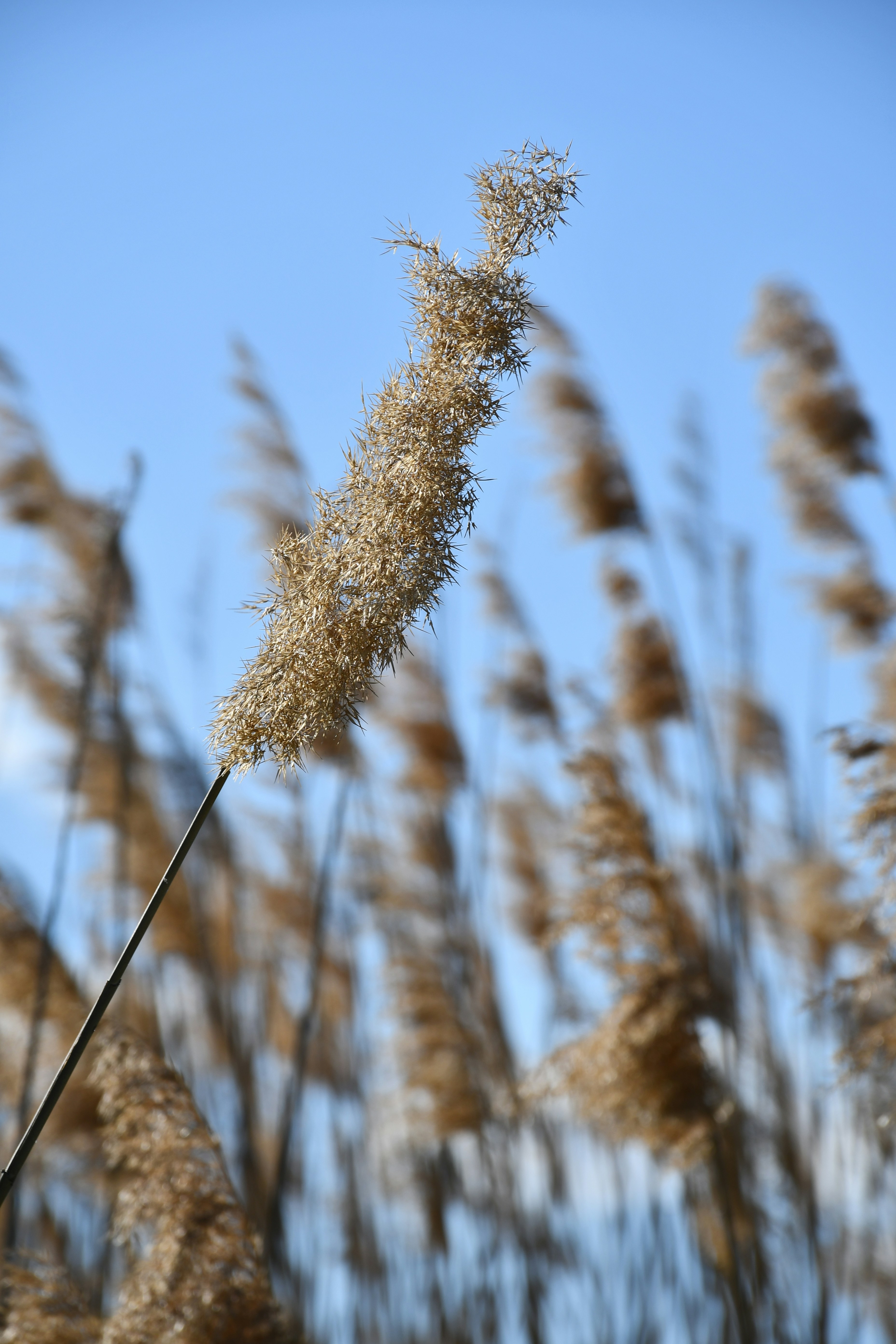 Golden Reed against a Noon Sky