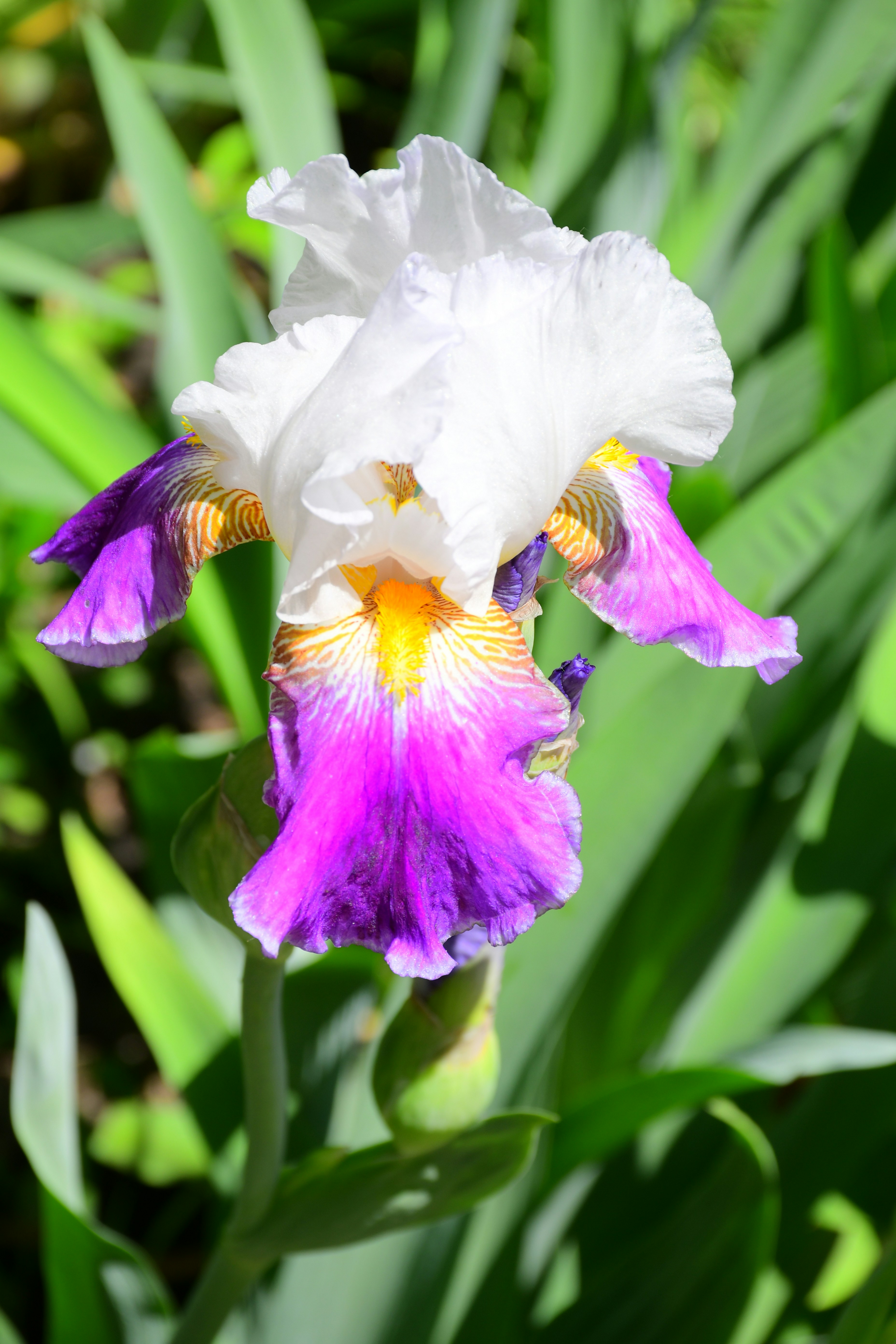 Iris and Petals: A White Iris with Purple-Orange Chevrons in Morning Light