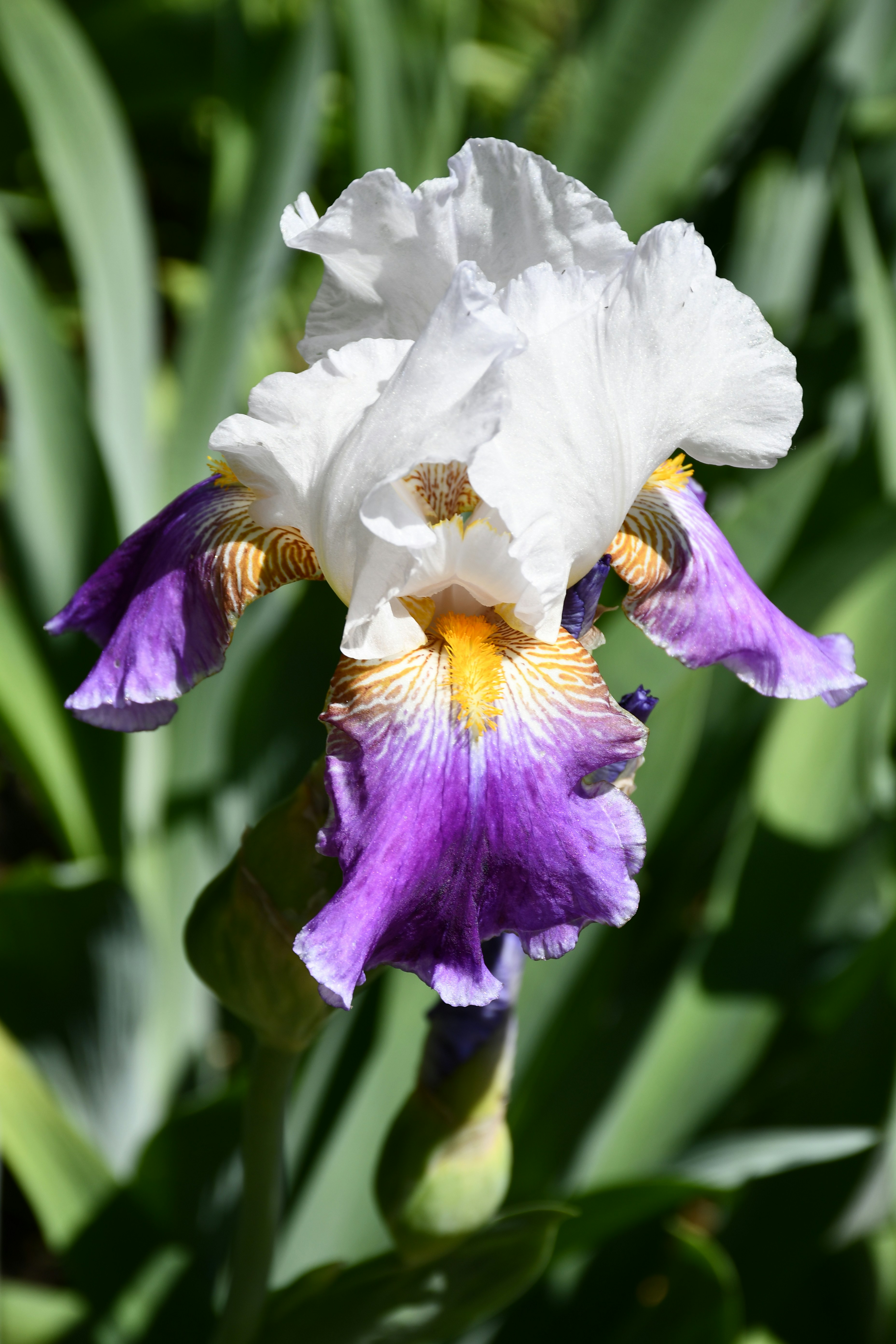 Glowing Iris Bloom with White Petals and Violet Edges