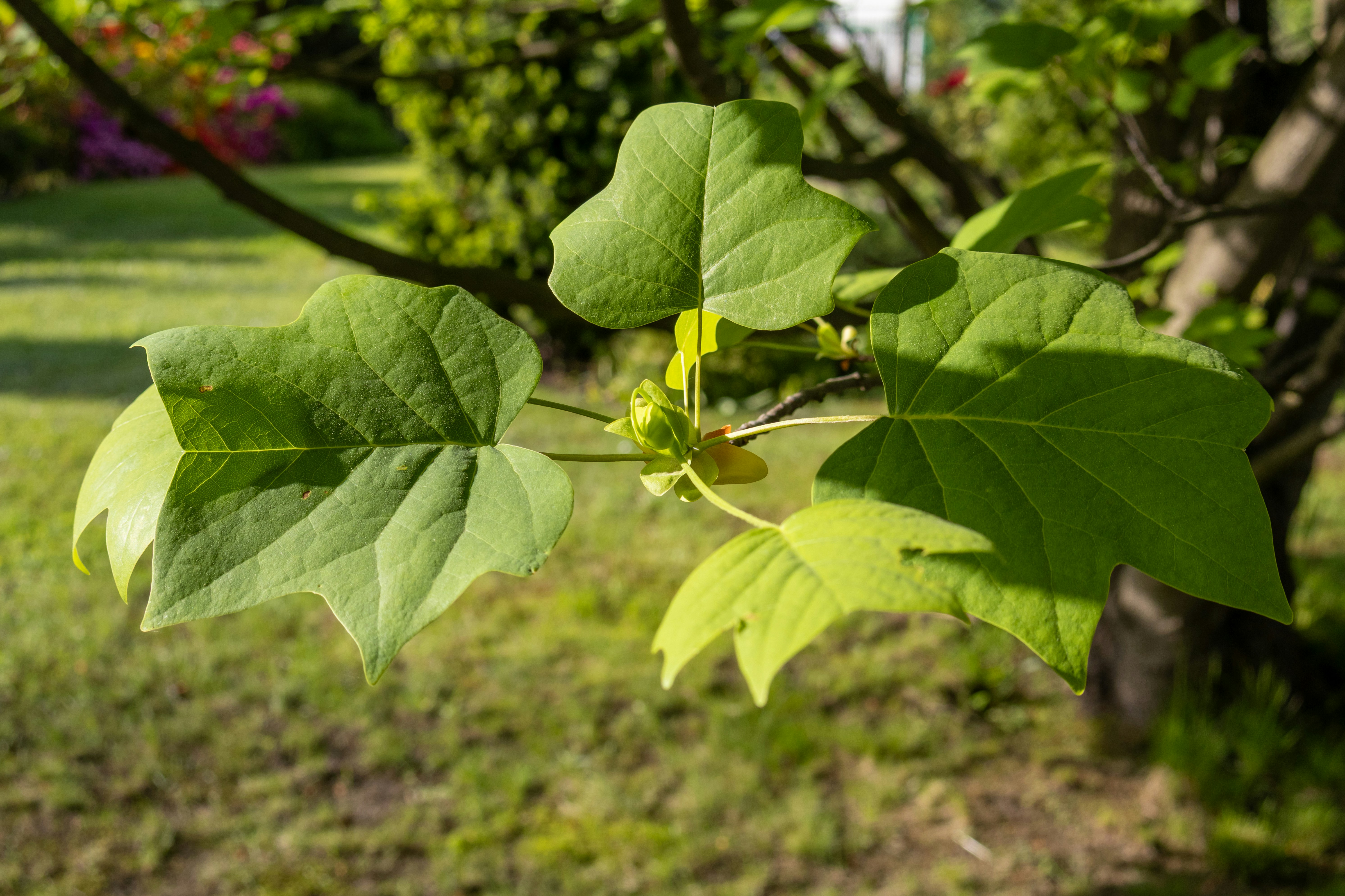 Green Leaves in Afternoon Light on a Branch