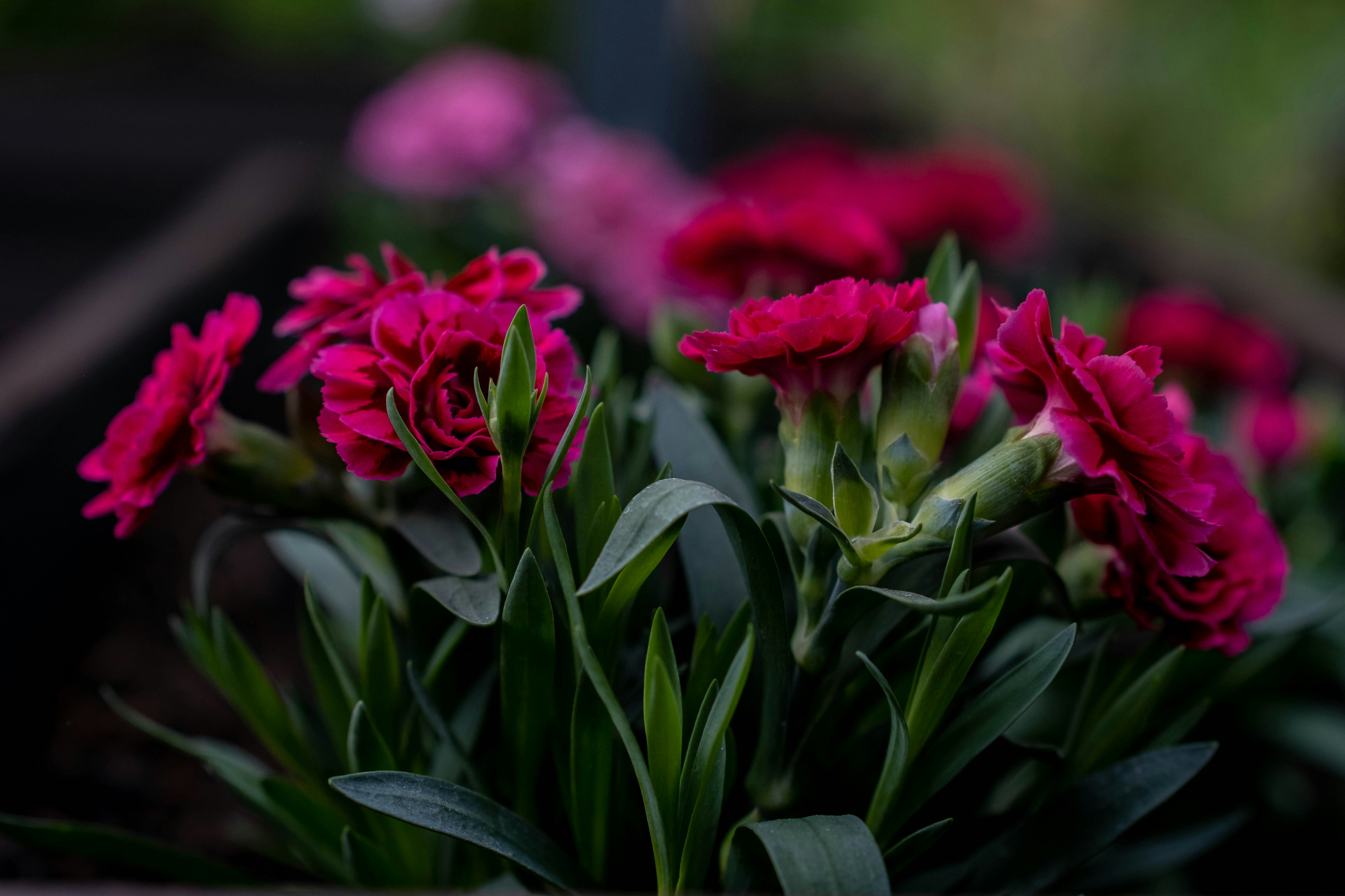 Crimson Carnations: Velvet Blooms in Soft Evening Light