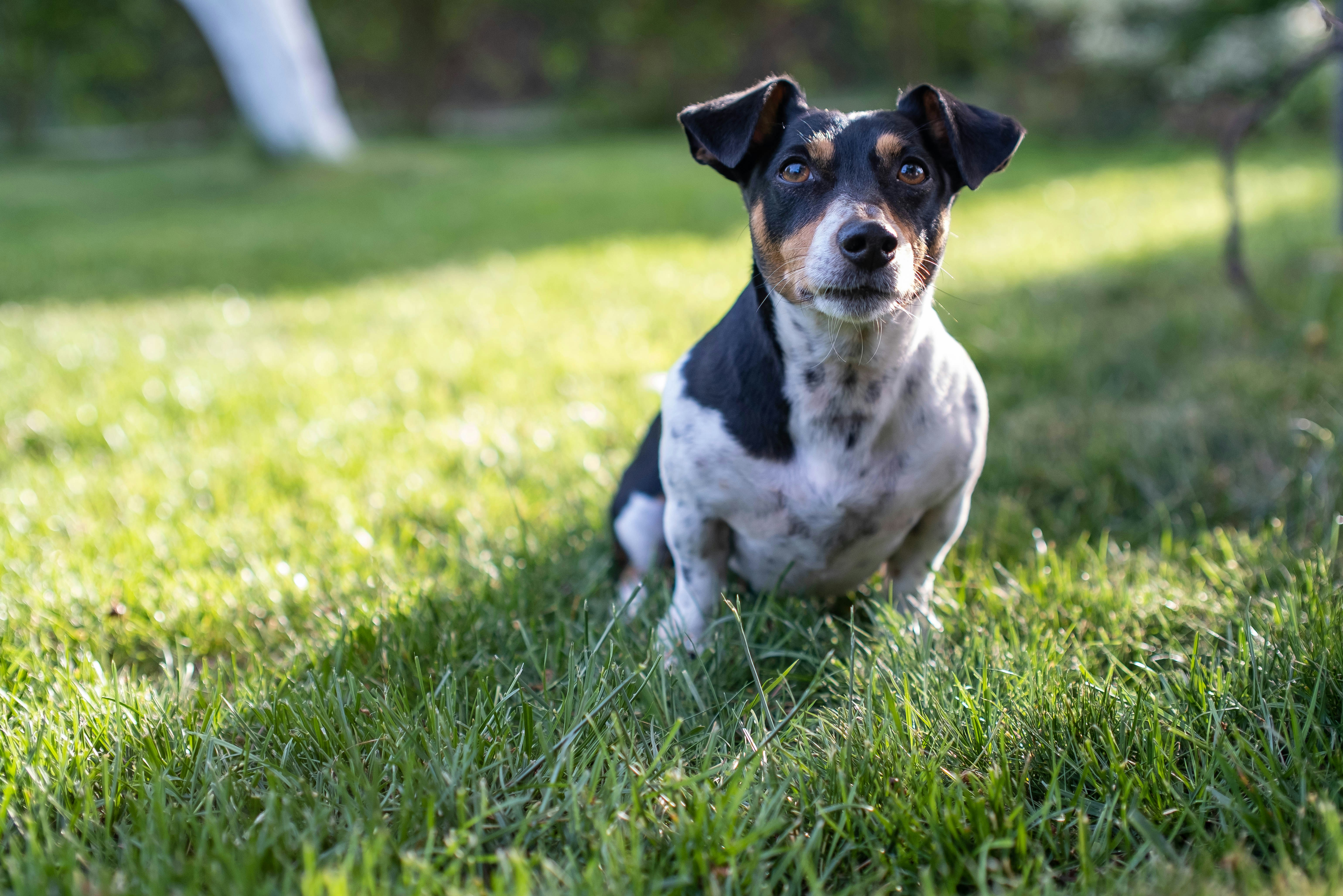Curious Jack: a Sunday-Soaked Pup in a Sunlit Yard