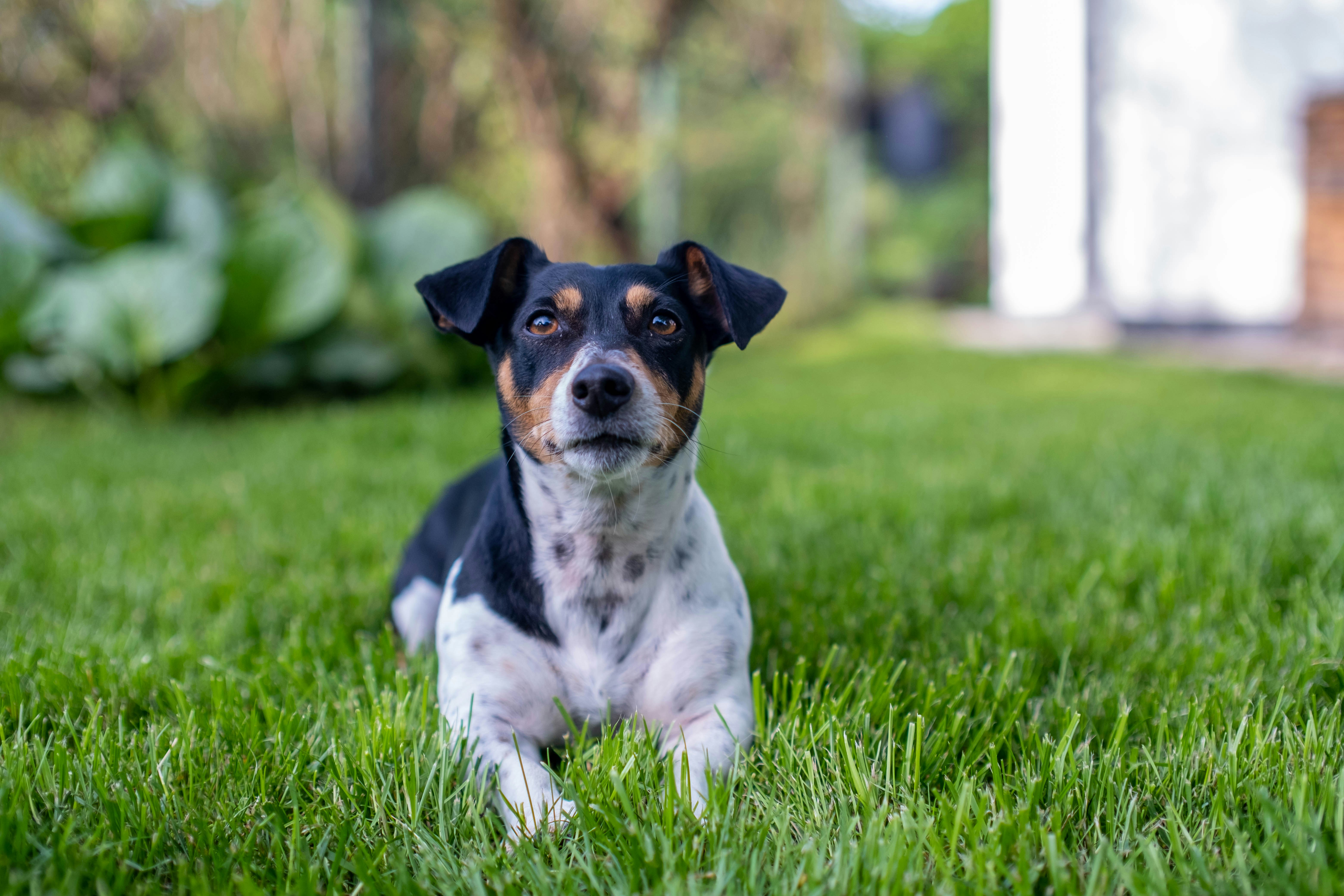 Lounge of the Lawn: a Beagle-Black-White Companion