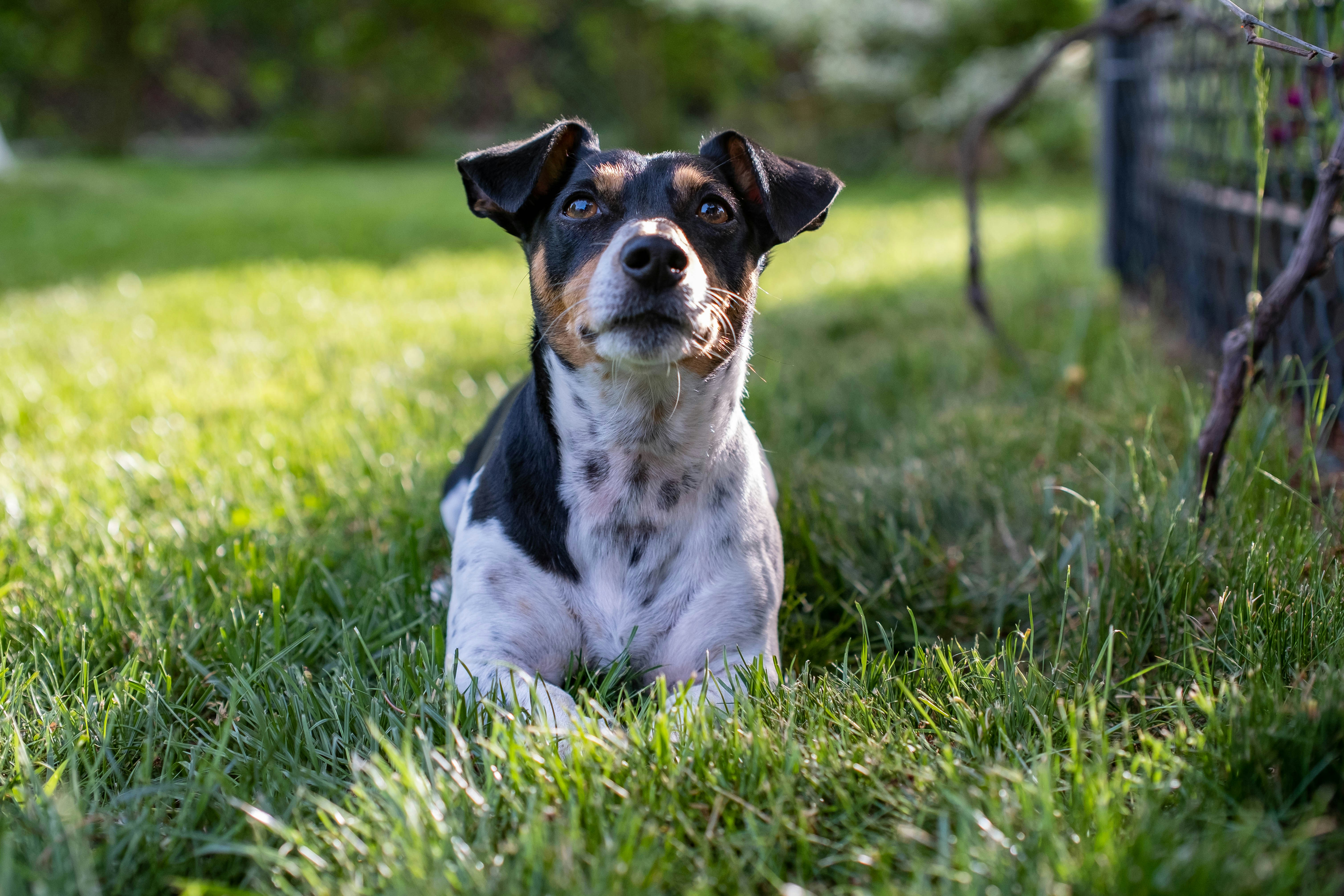 Early-morning Retriever in Sunlit Lawn