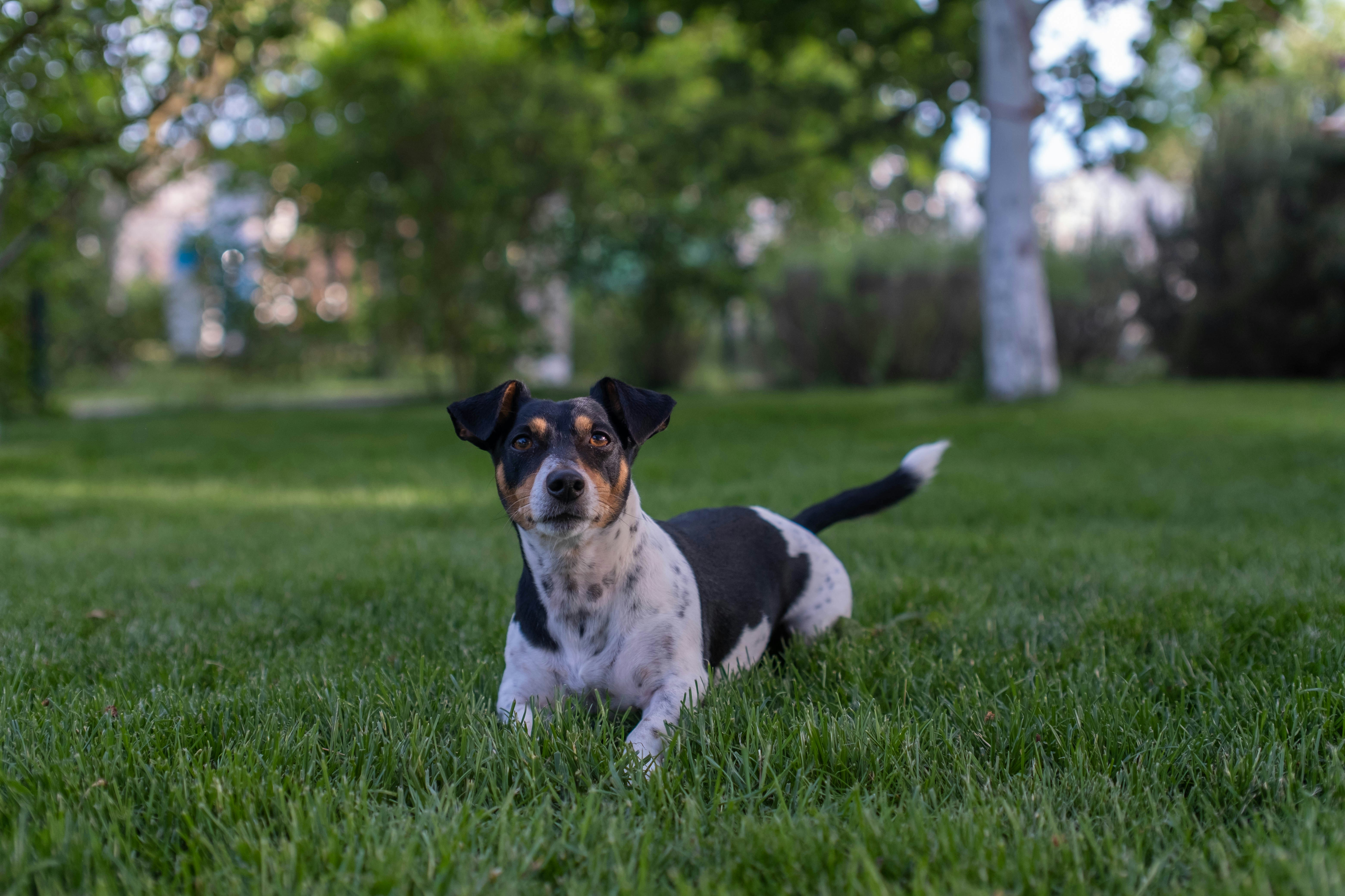 Lying Luna: A Curled-Front Portrait in Emerald Park