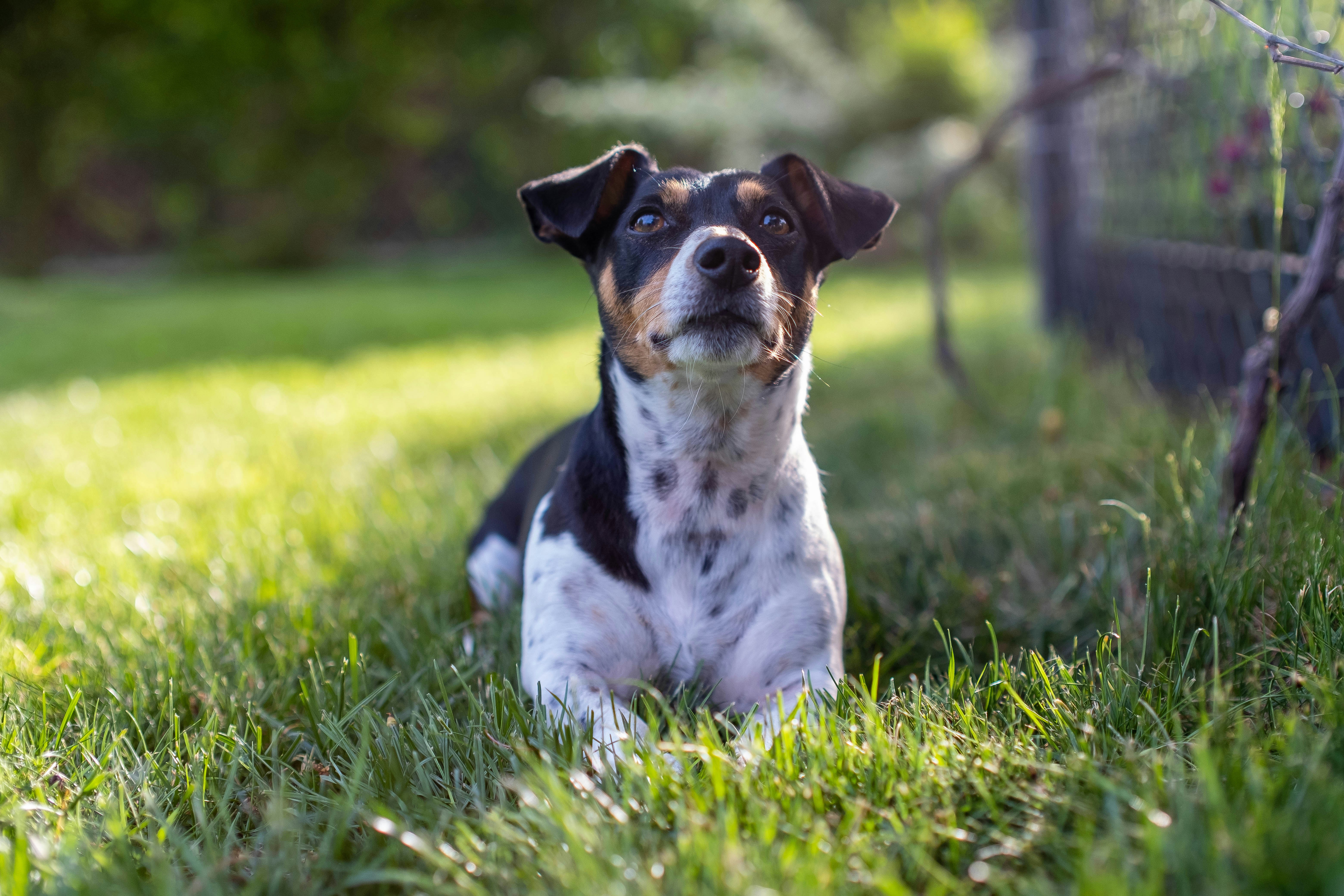 Inquisitive Hound at Dappled Garden Edge